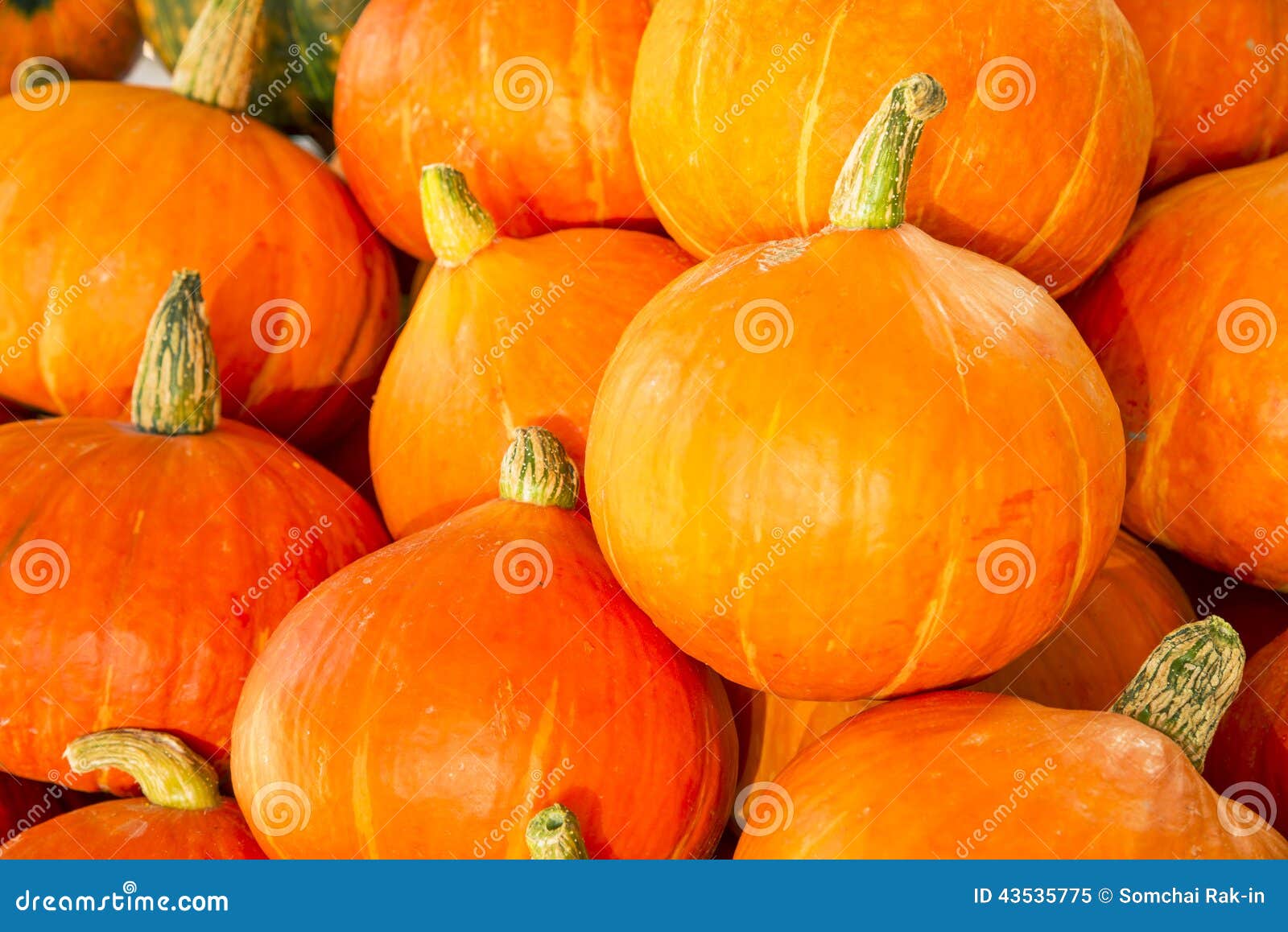 Fresh japanese pumpkin stock image. Image of front, close - 43535775