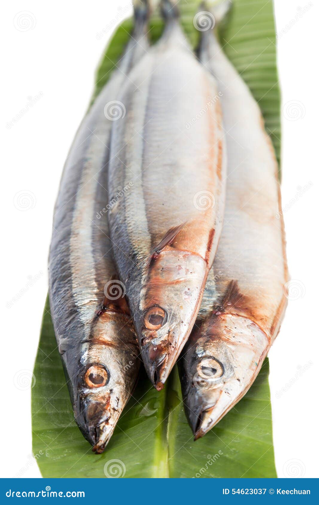 Fresh Japanese Sanma Fish on Leaf Stock Image - Image of angle, pacific ...