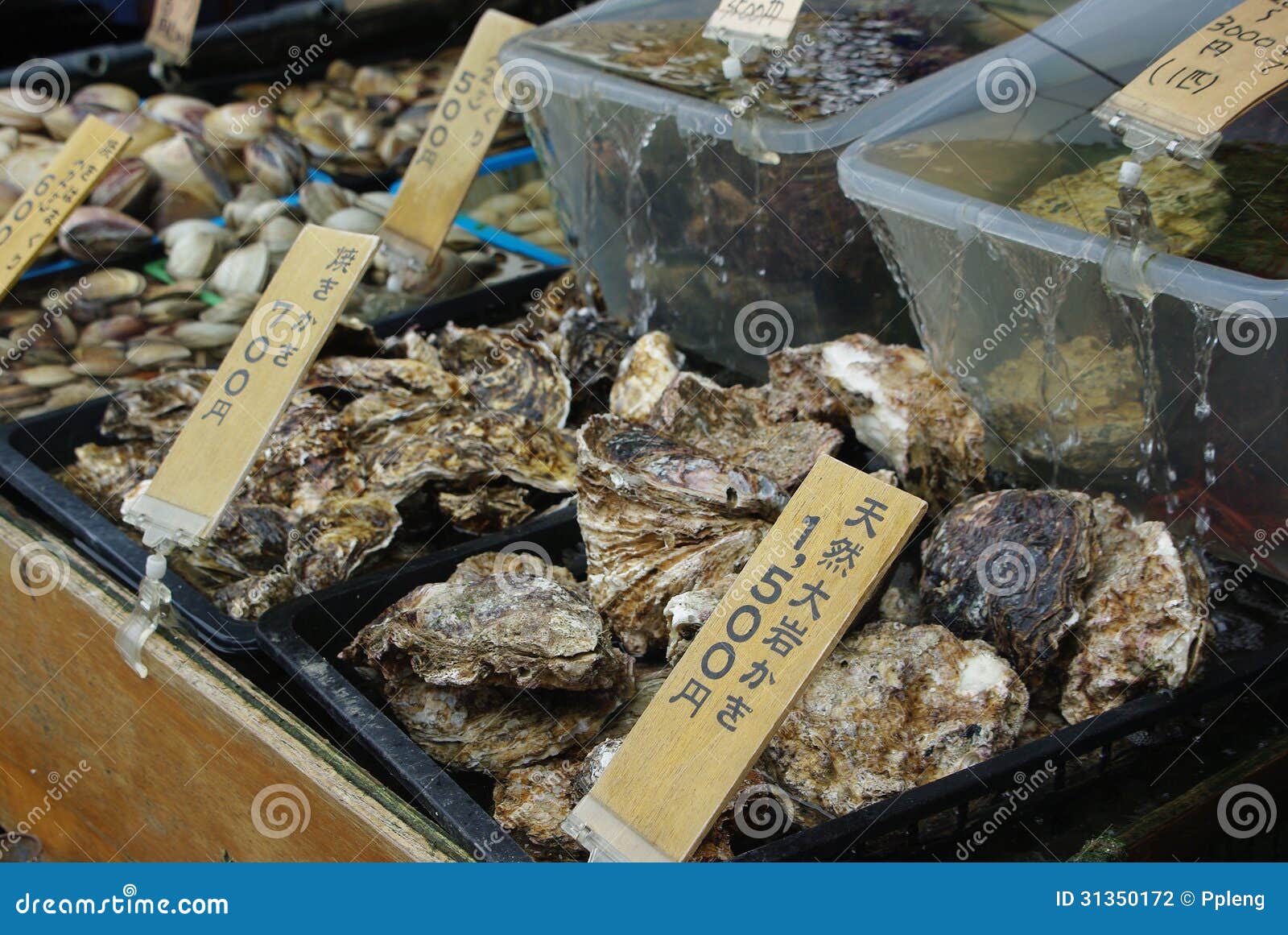 Fresh Japanese seashell stock photo. Image of japanese - 31350172