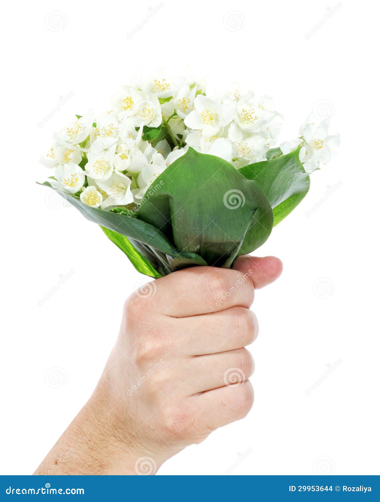 Fresh Jasmine. Summer Flower Stock Photo - Image of spring, elegance ...