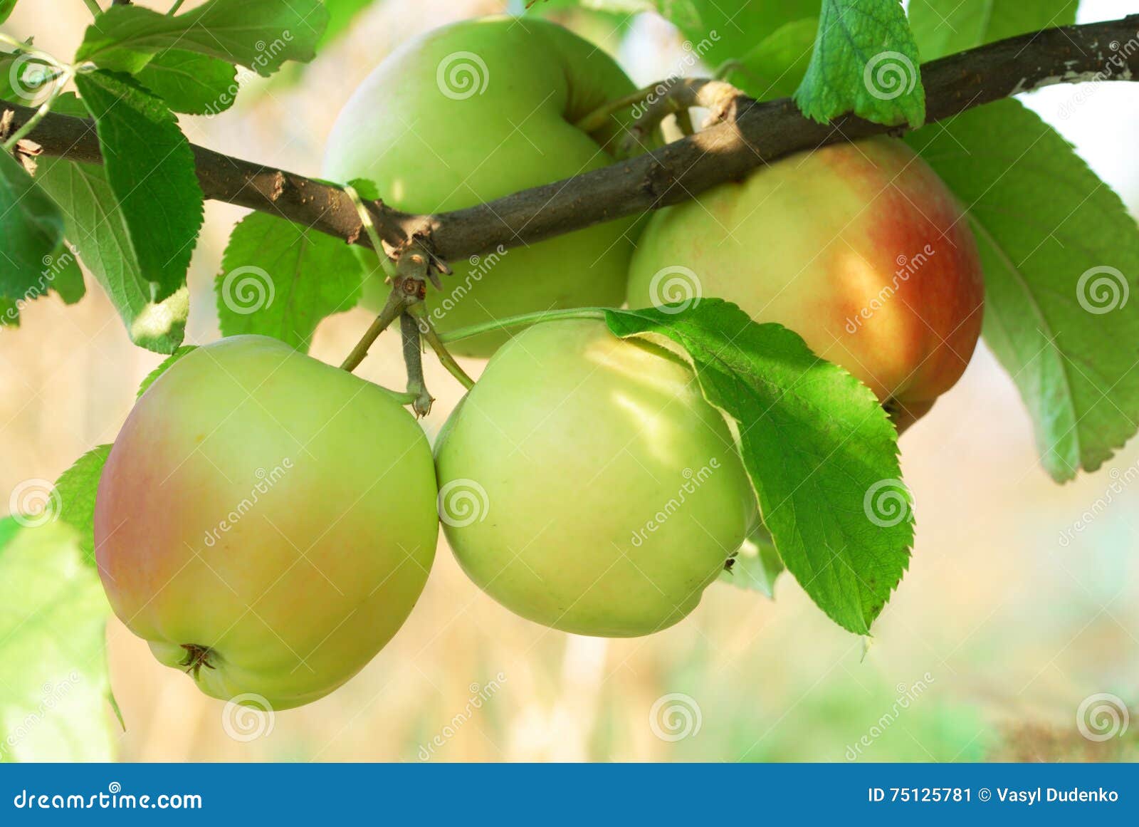 Fresh Juicy Apples on Brunch Close Up Stock Image - Image of ...