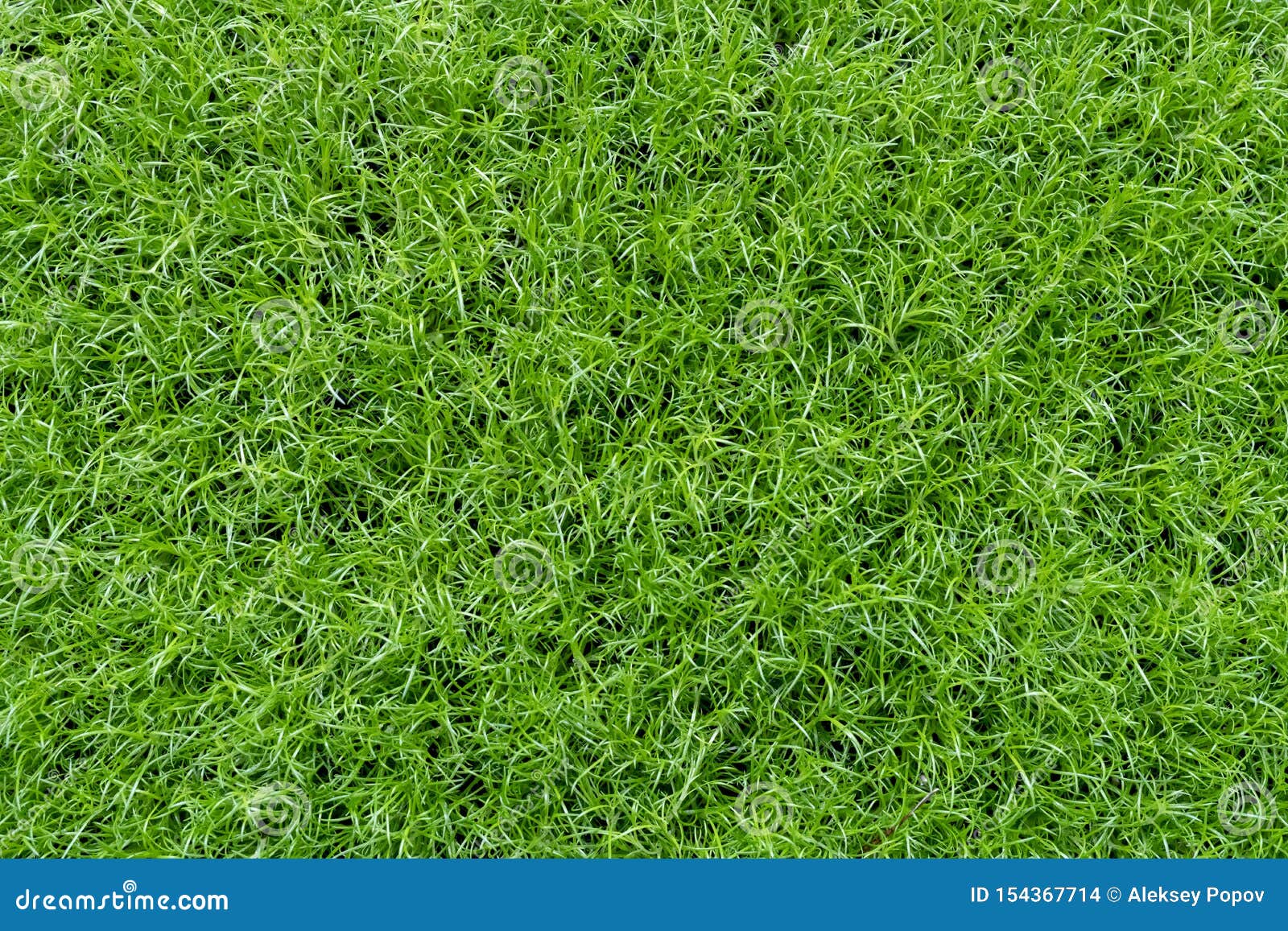 Fresh, Juicy, Bright Green Grass. Top View Stock Photo - Image of ...