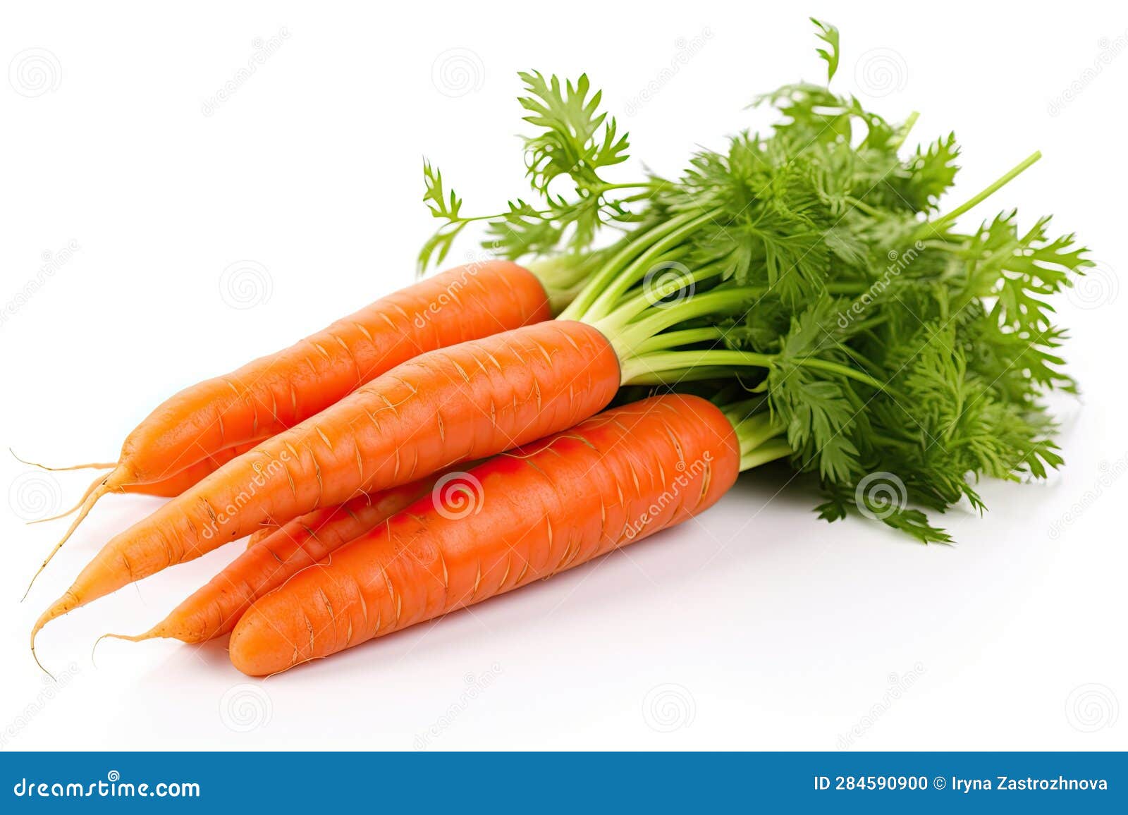 Fresh Juicy Carrots with Tops on a White Background Stock Illustration ...