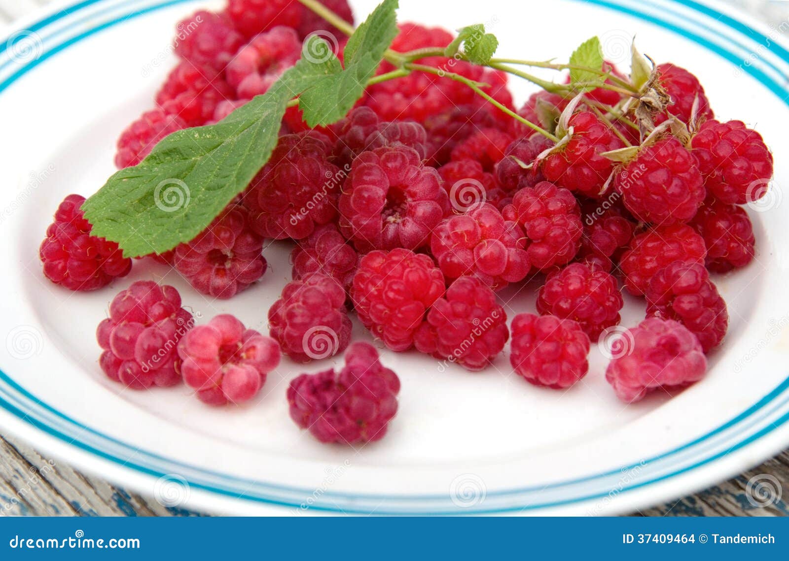 Fresh juicy raspberries stock photo. Image of gourmet - 37409464