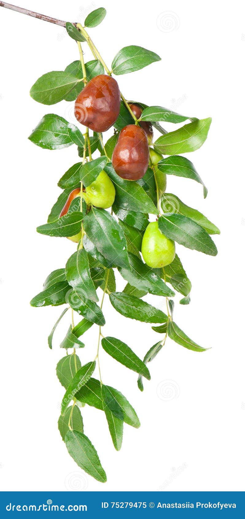 Fresh jujube fruit stock image. Image of ingredient, organic - 75279475