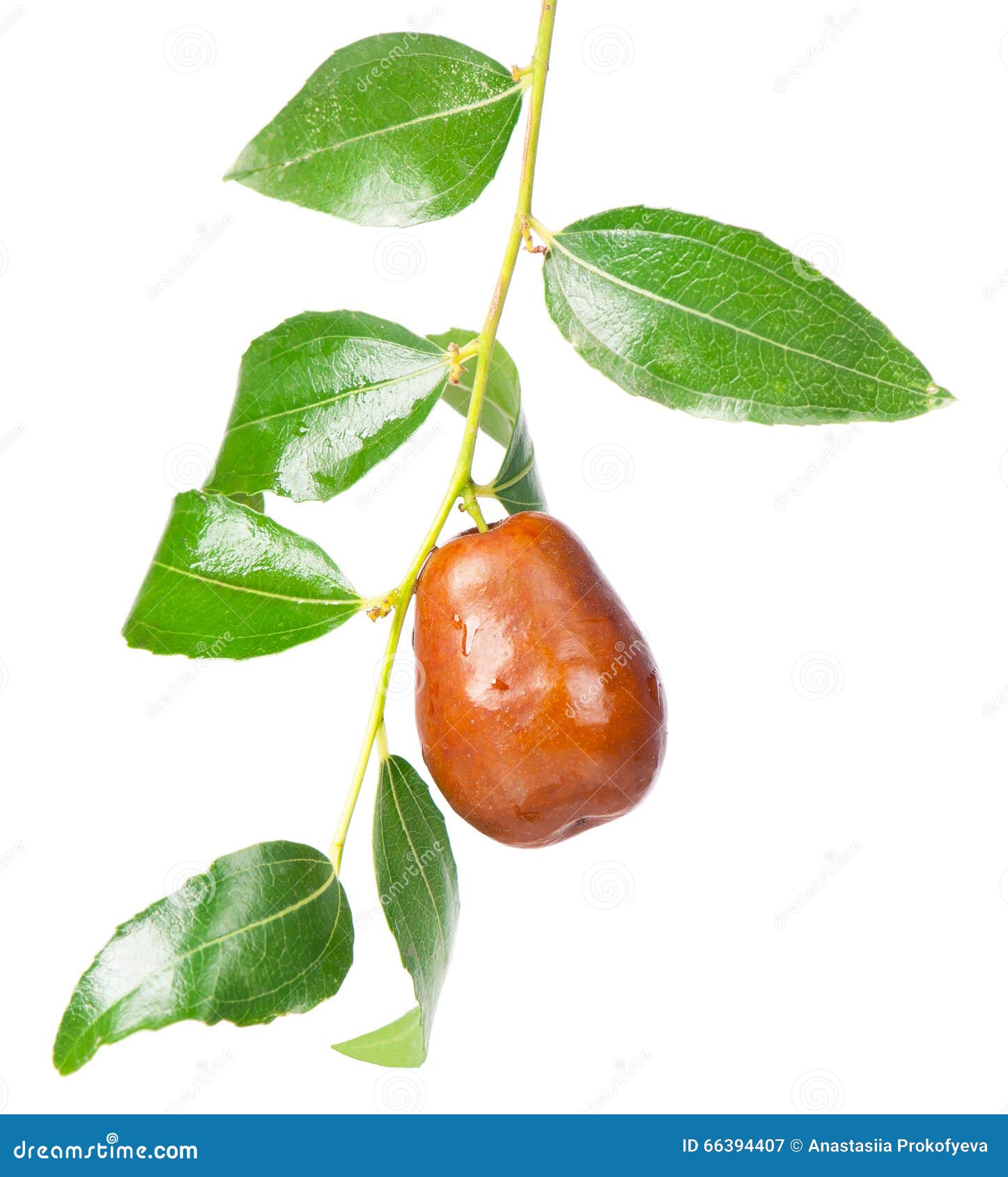 Fresh jujube fruit stock image. Image of green, brown - 66394407