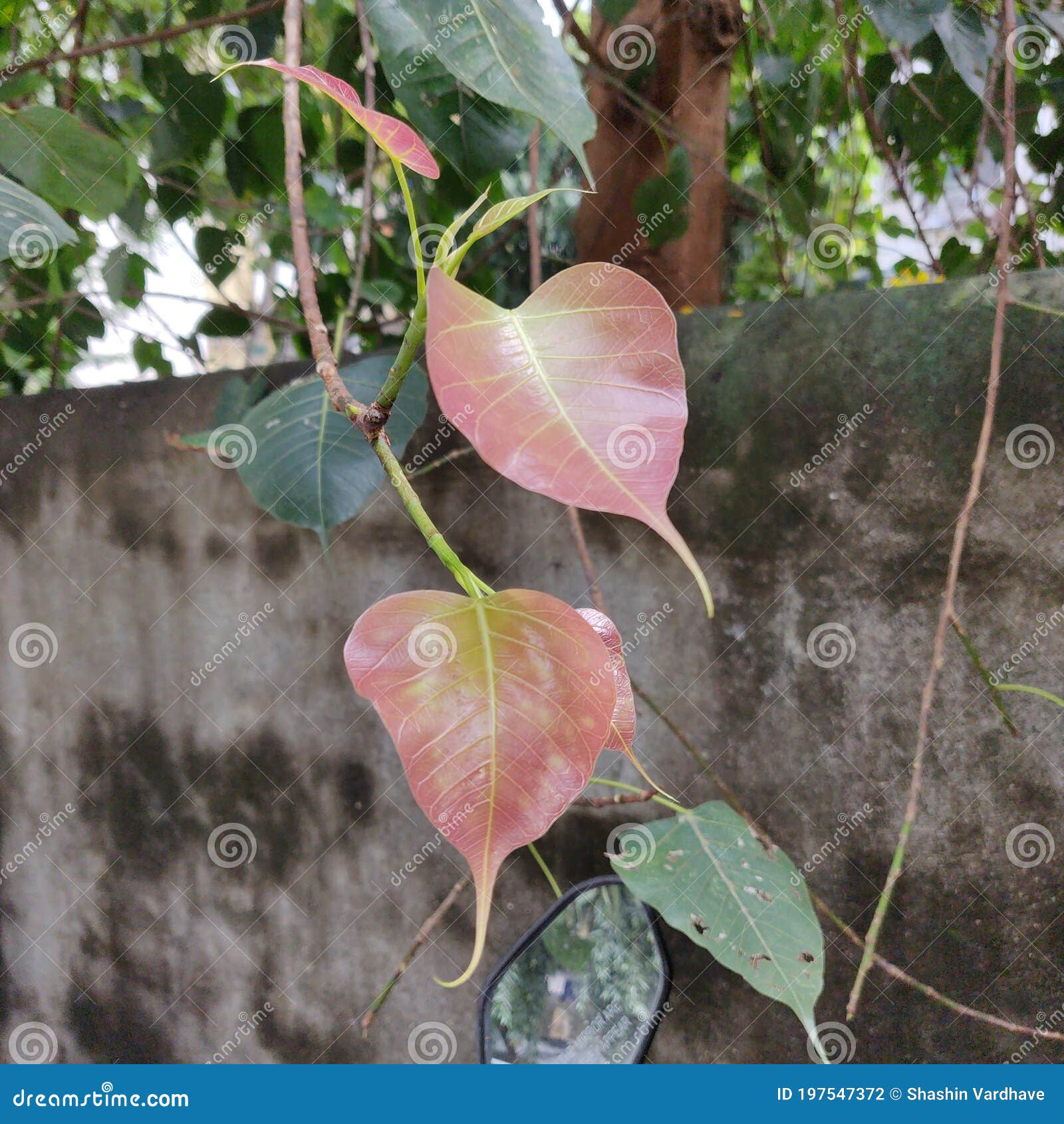 Fresh & Just Born Pipal Leaves Stock Photo - Image of branch, woodland ...