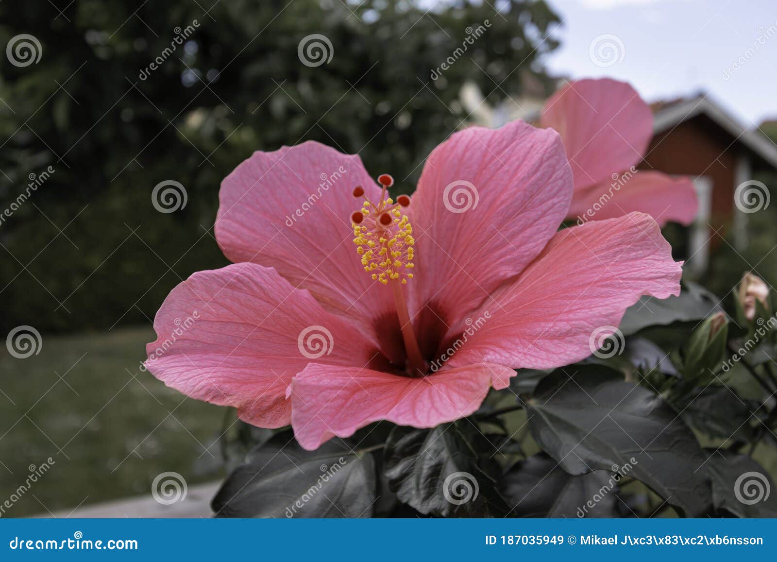 A fresh chaba flower stock image. Image of decoration - 187035949