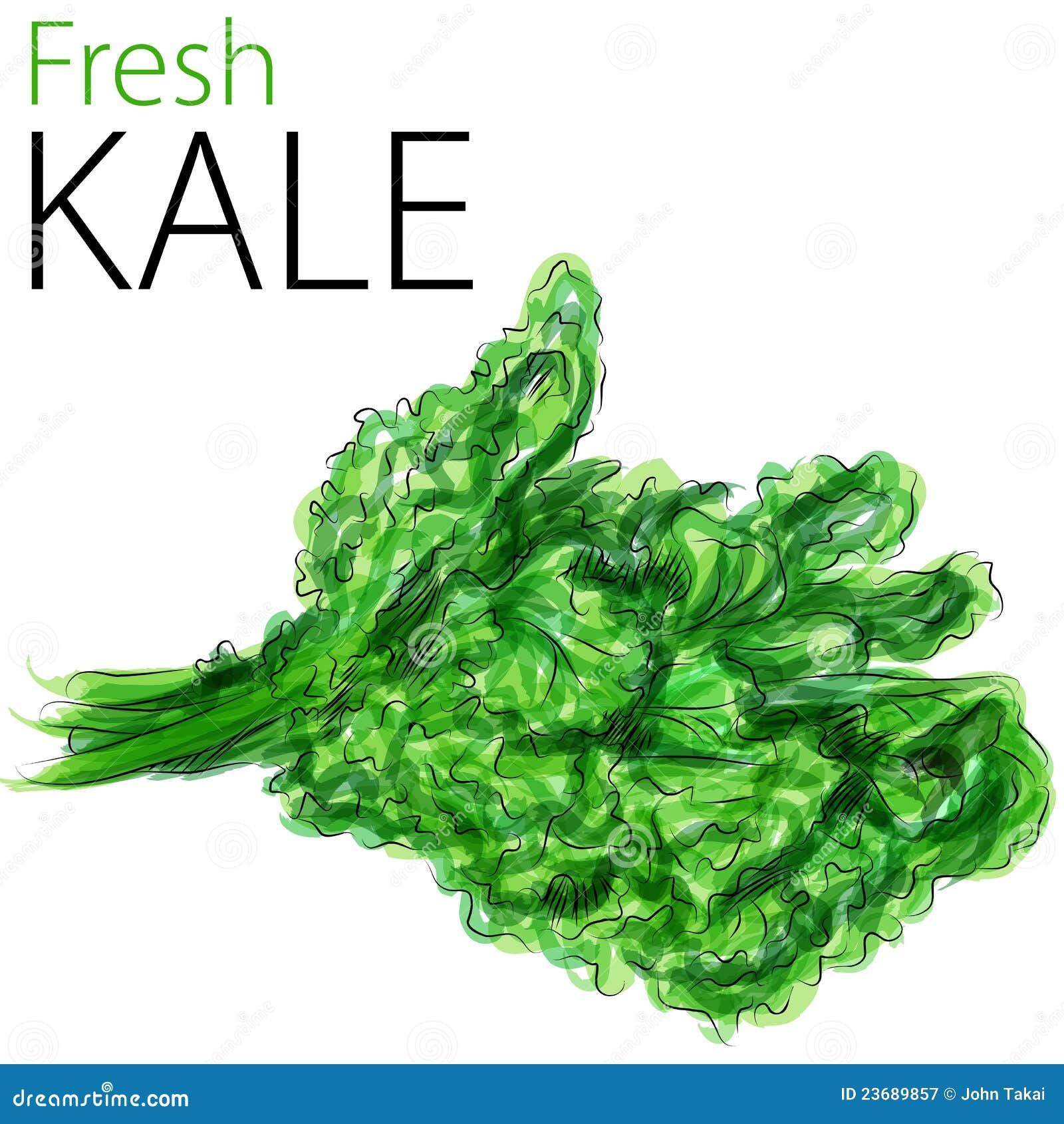 Fresh Kale stock vector. Illustration of graphic, plant - 23689857
