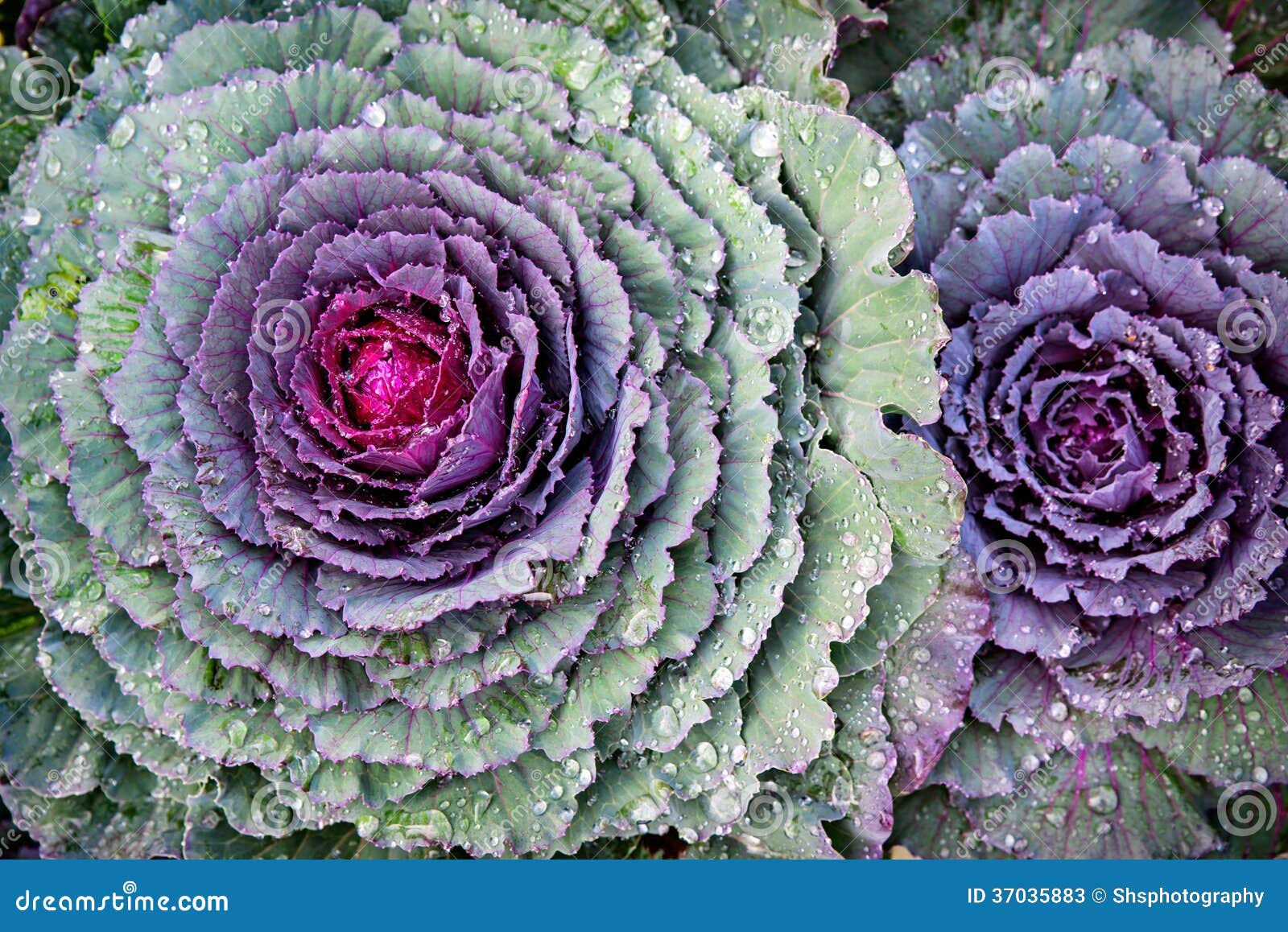 Fresh Kale Close Up stock image. Image of life, green - 37035883