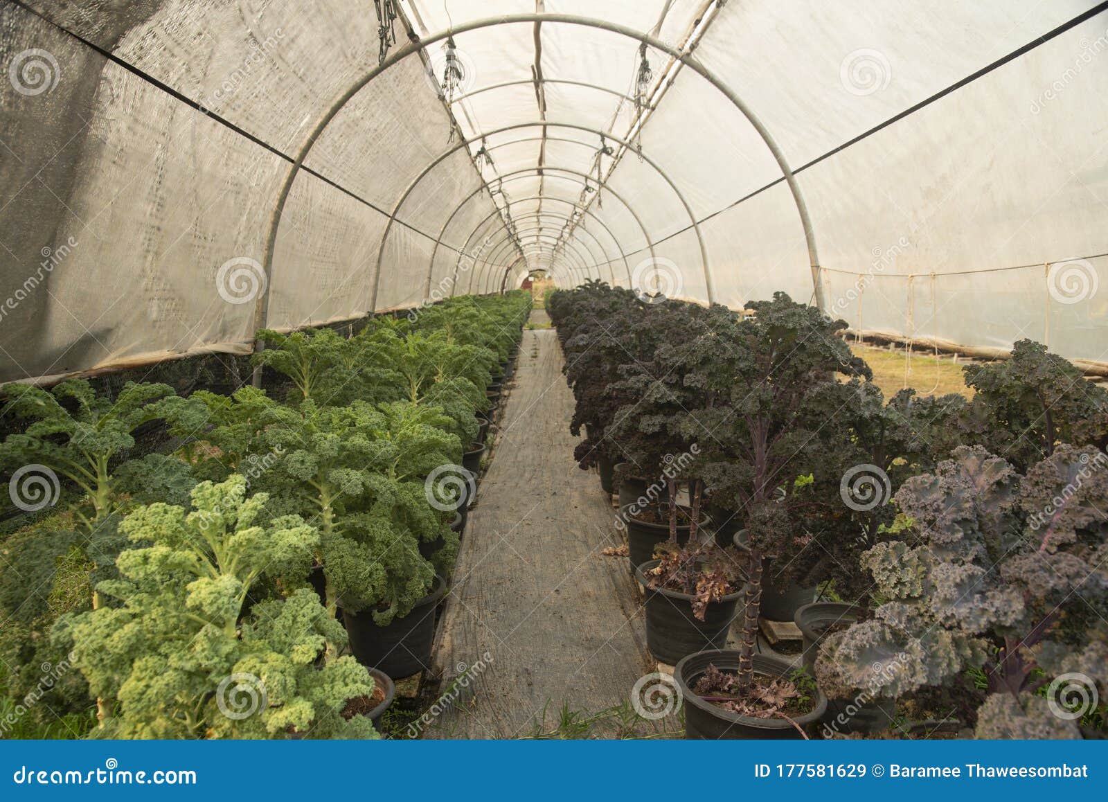 Fresh Kale Farm in Greenhouse Stock Image - Image of land, greenery ...