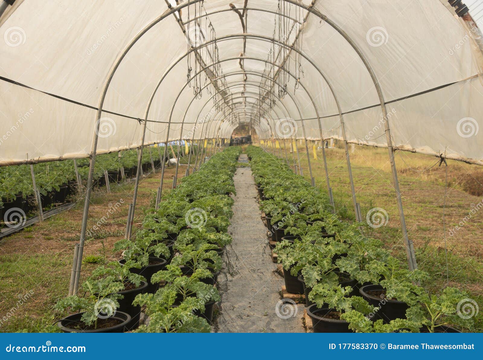 Fresh Kale Farm in Greenhouse Stock Photo - Image of glasshouse ...