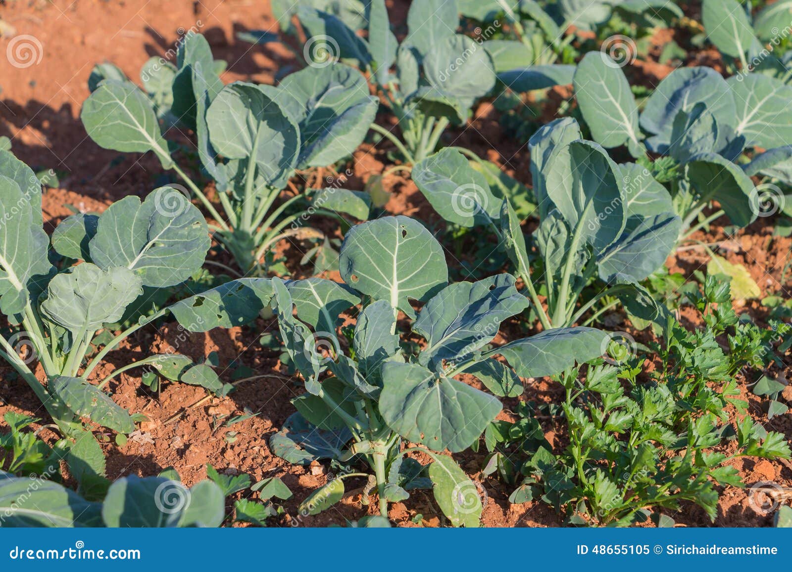 Fresh Kale Plants on a Field Stock Image - Image of leaf, plant: 48655105
