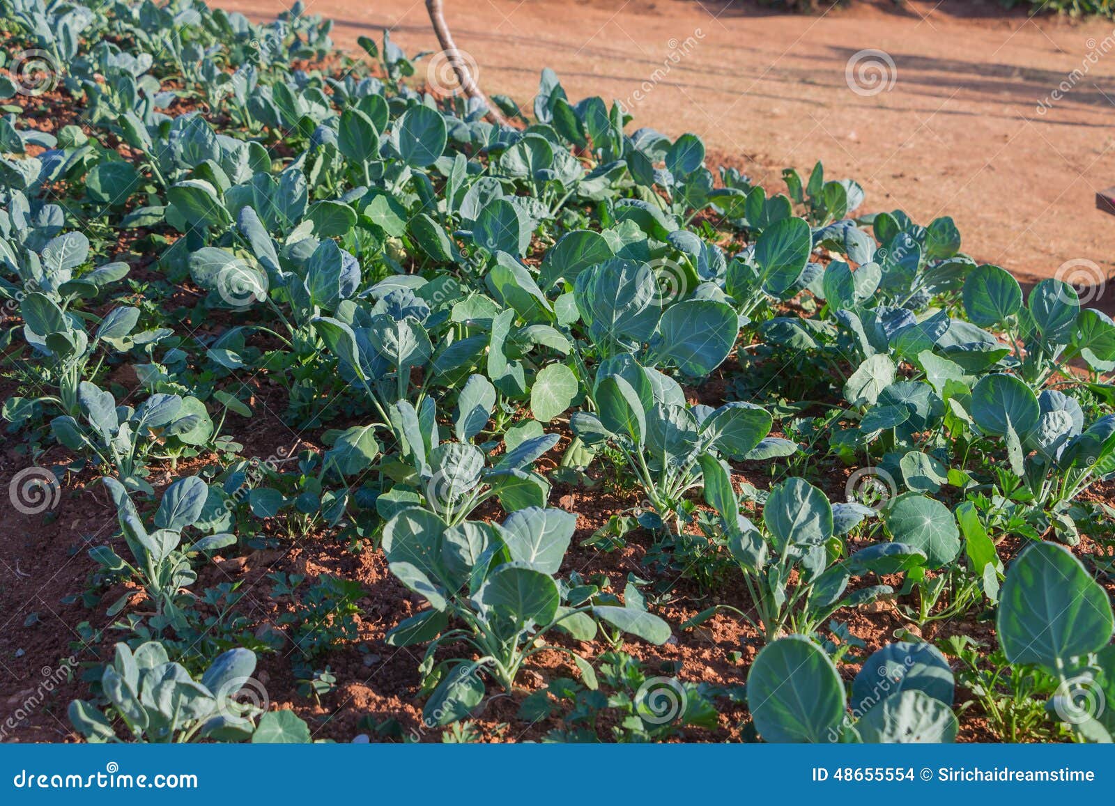 Fresh Kale Plants on a Field Stock Photo - Image of field, food: 48655554