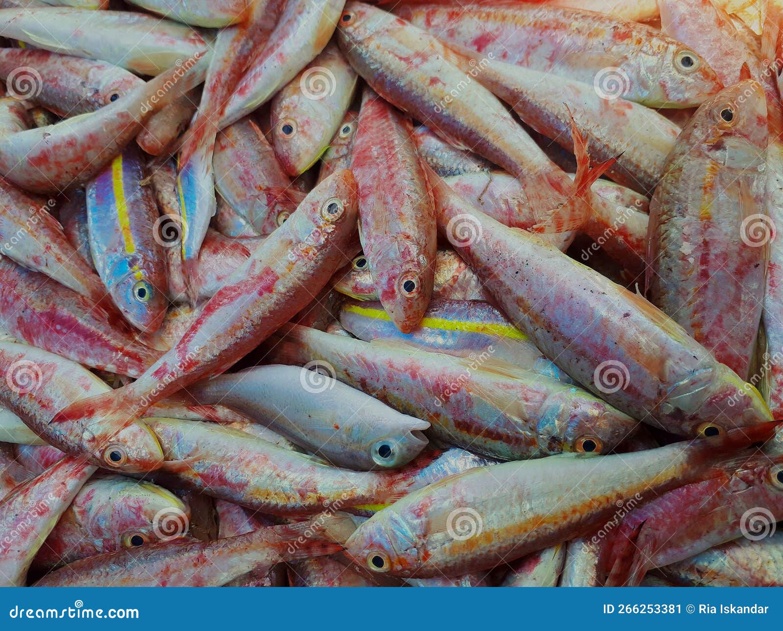 Fresh & X22;Katontong Fish& X22; Directly from the Ocean Stock Image ...