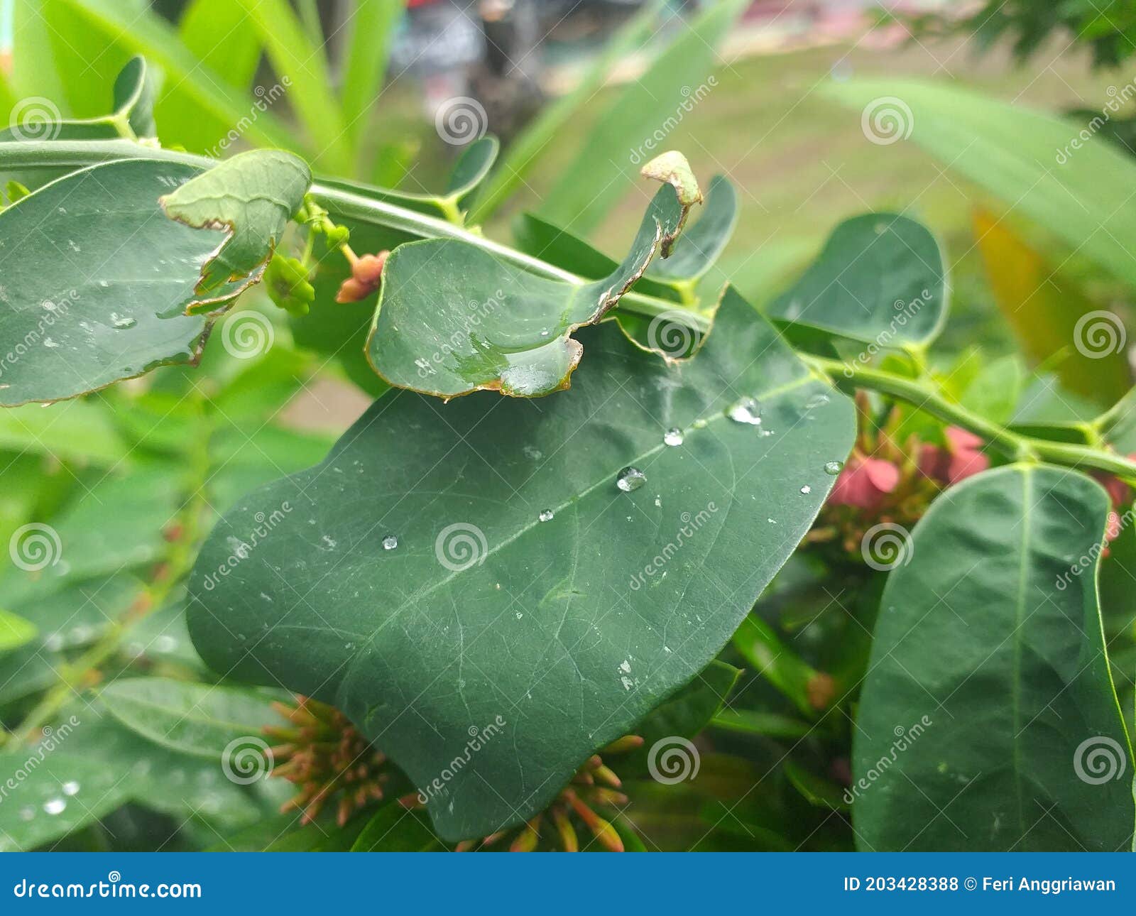 Fresh katuk plant stock photo. Image of nature, herb - 203428388