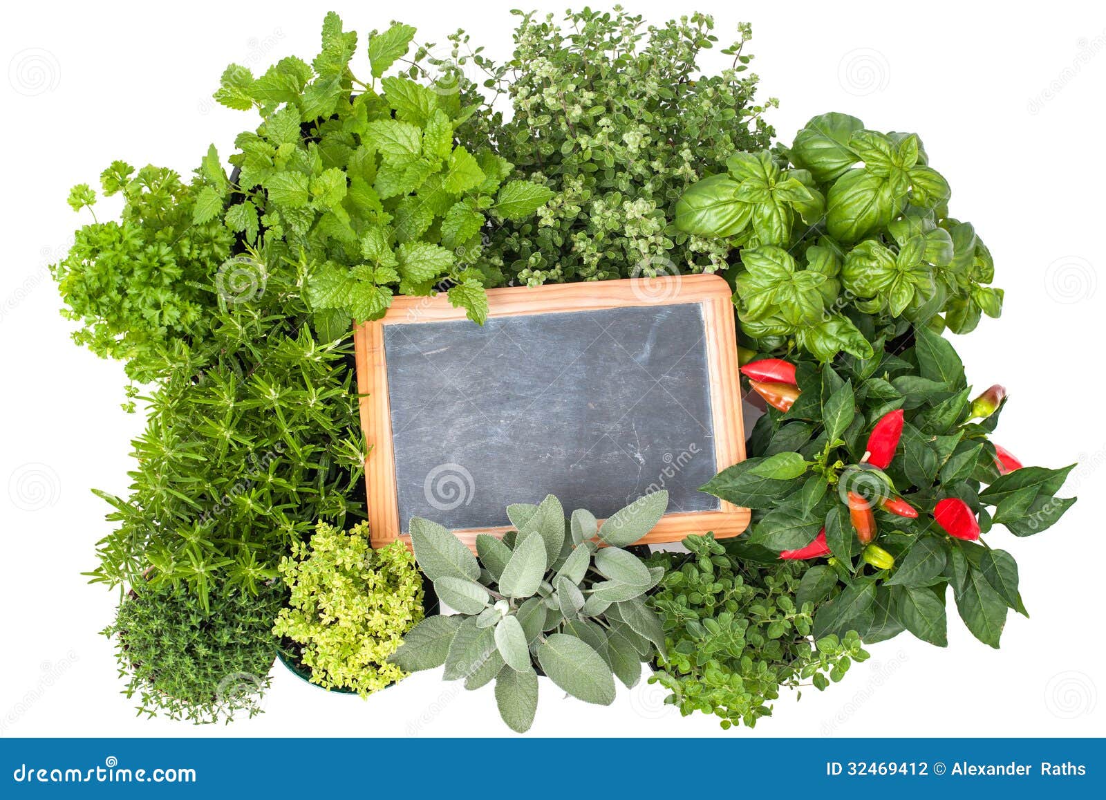 Fresh kitchen herbs stock photo. Image of collection - 32469412