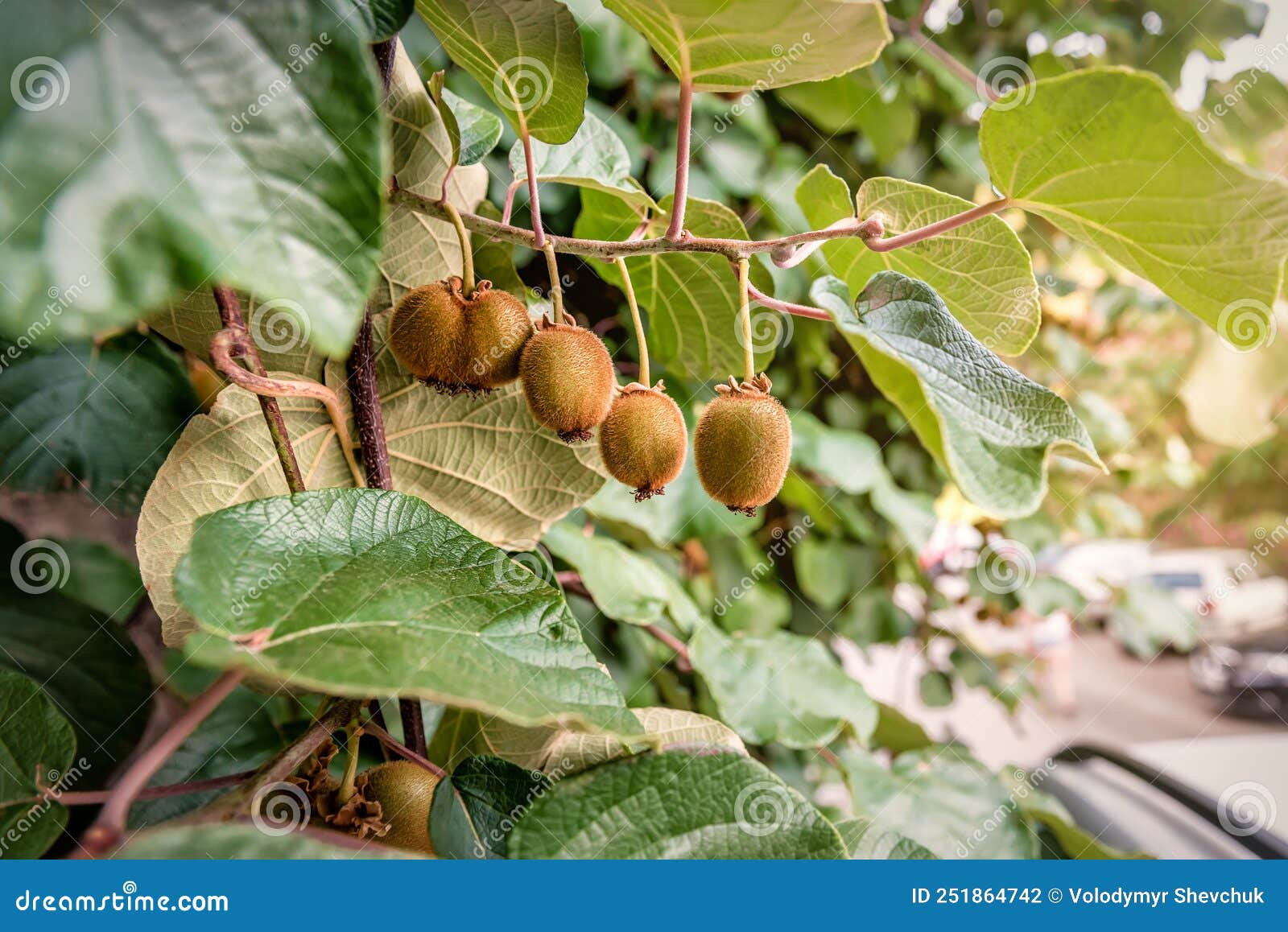 Kiwifruit Growing In A Garden Stock Image | CartoonDealer.com #69821437