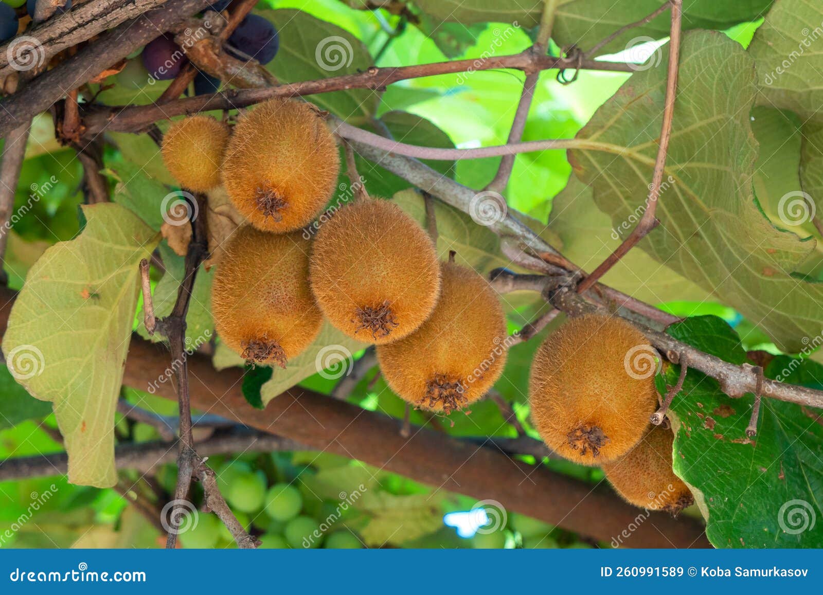 Fresh Kiwi Fruit on Tree Growing. the Ripe Kiwi Hangs Stock Image ...