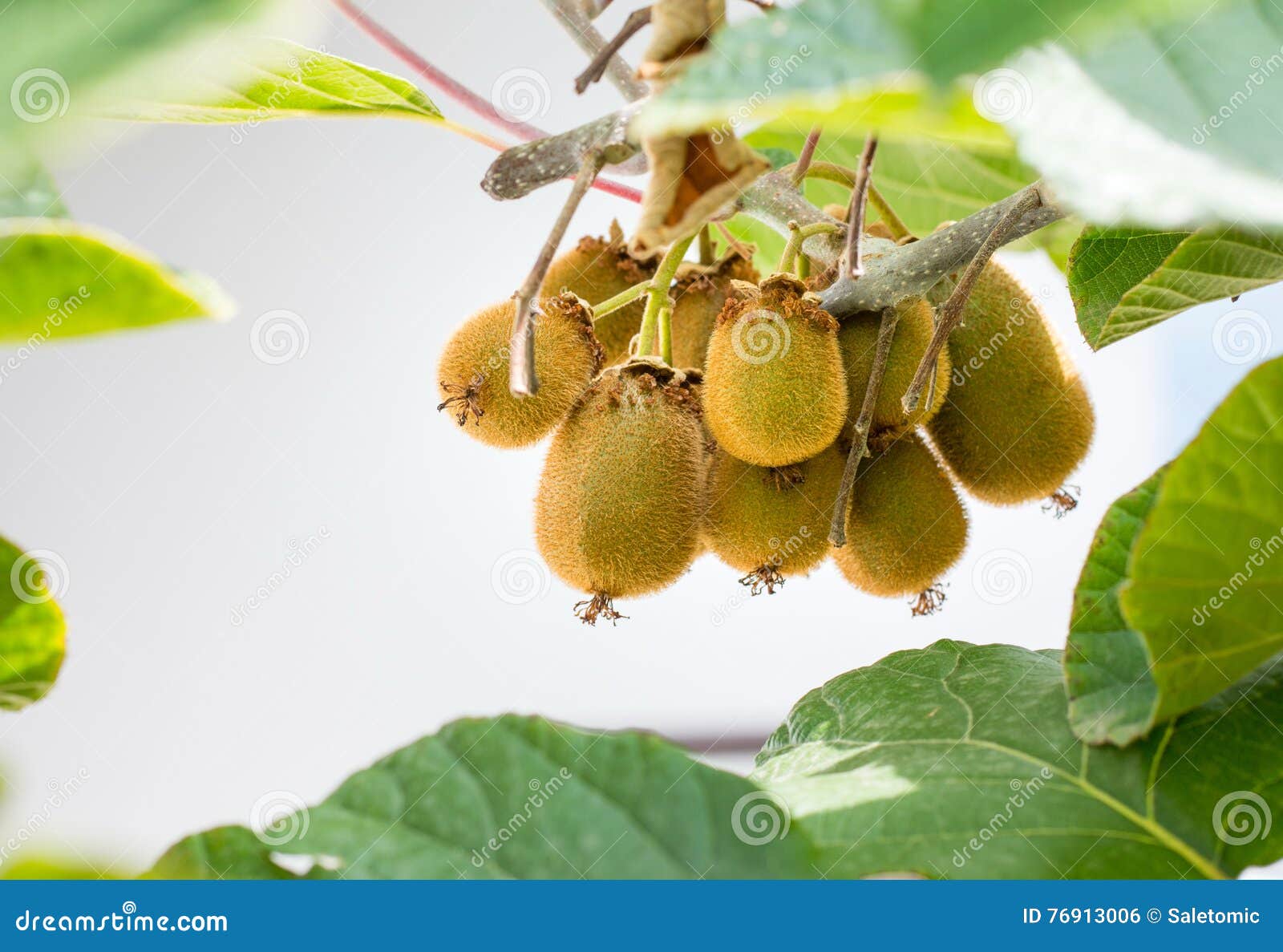 Fresh Kiwi Growing on a Tree Stock Photo - Image of kiwi, brown: 76913006