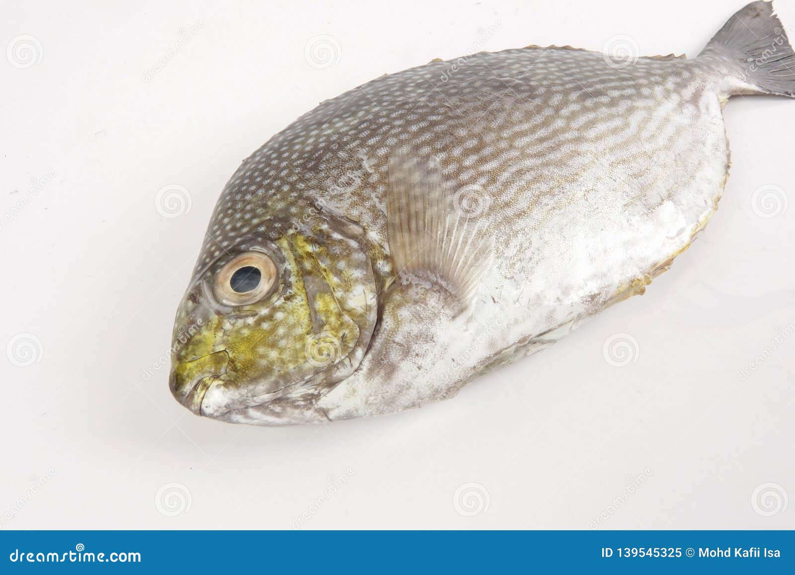 Fresh Lamayo Fish Isolated on White. Stock Image - Image of fish ...