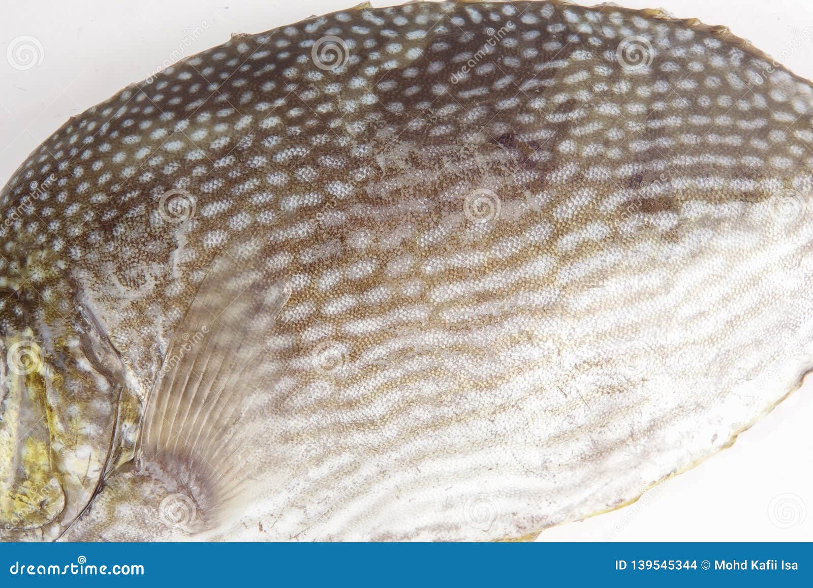 Fresh Lamayo Fish Isolated on White. Stock Photo - Image of catch ...