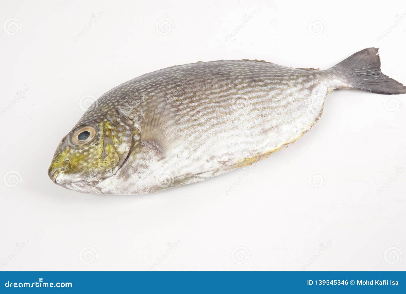 Fresh Lamayo Fish Isolated on White. Stock Photo - Image of gourmet ...