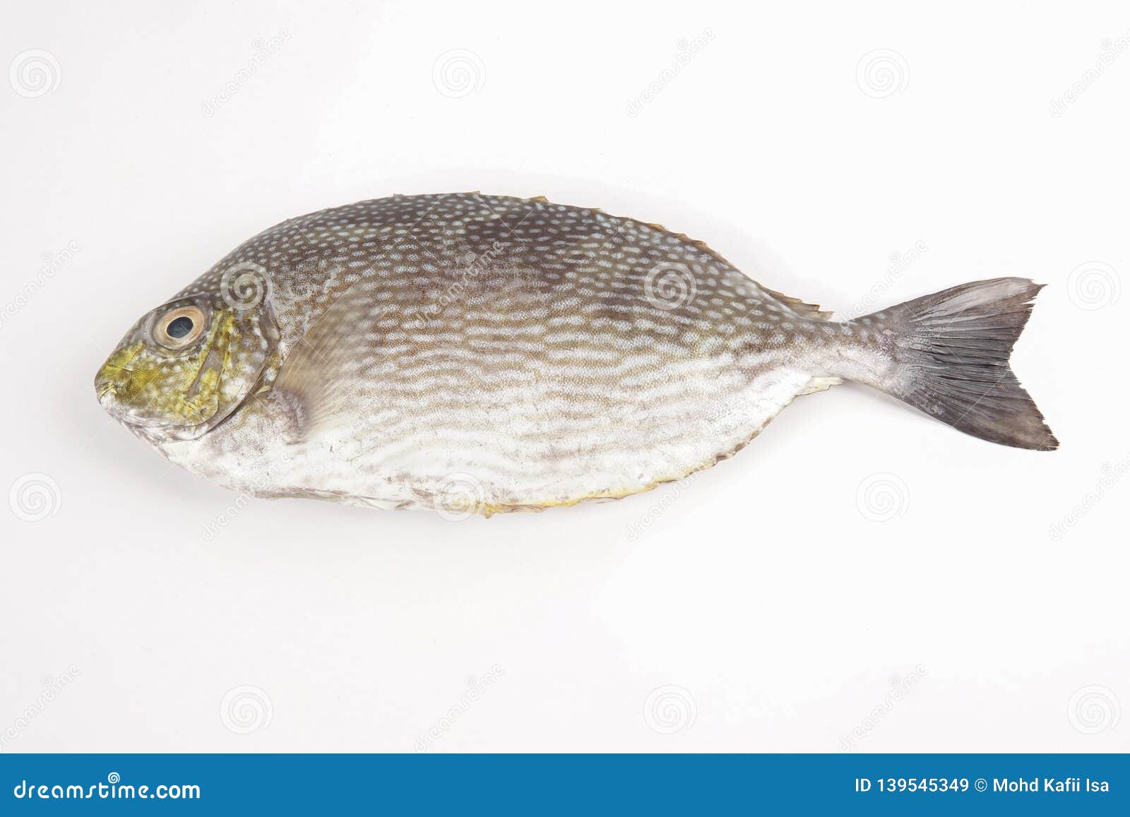 Fresh Lamayo Fish Isolated on White. Stock Image - Image of fish ...