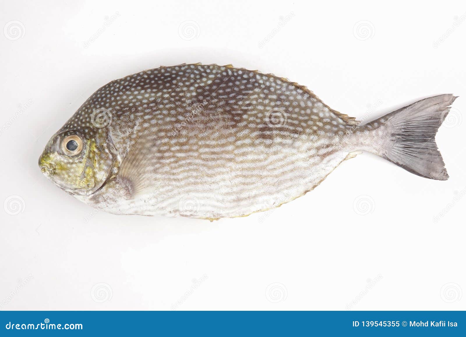 Fresh Lamayo Fish Isolated on White. Stock Image - Image of culinary ...