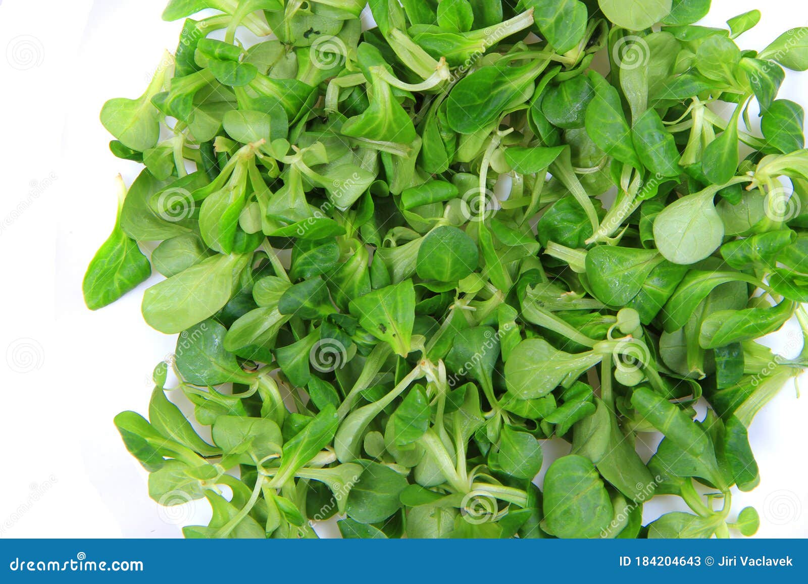Fresh lamb s lettuce stock image. Image of herb, closeup - 184204643