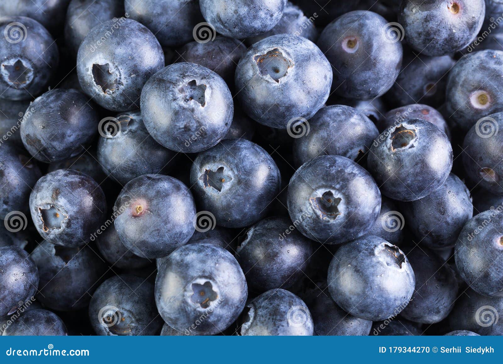 Fresh large blueberry stock photo. Image of darkly, large - 179344270