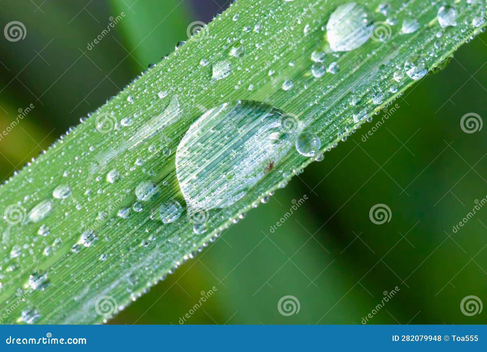Fresh Large Drop Morning Dew in Nature Stock Photo - Image of droplet ...