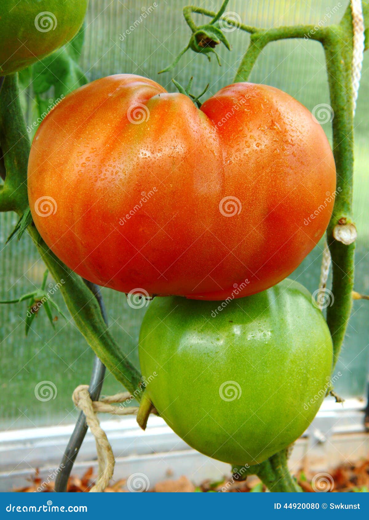 Fresh Large meat tomato. stock photo. Image of organic - 44920080