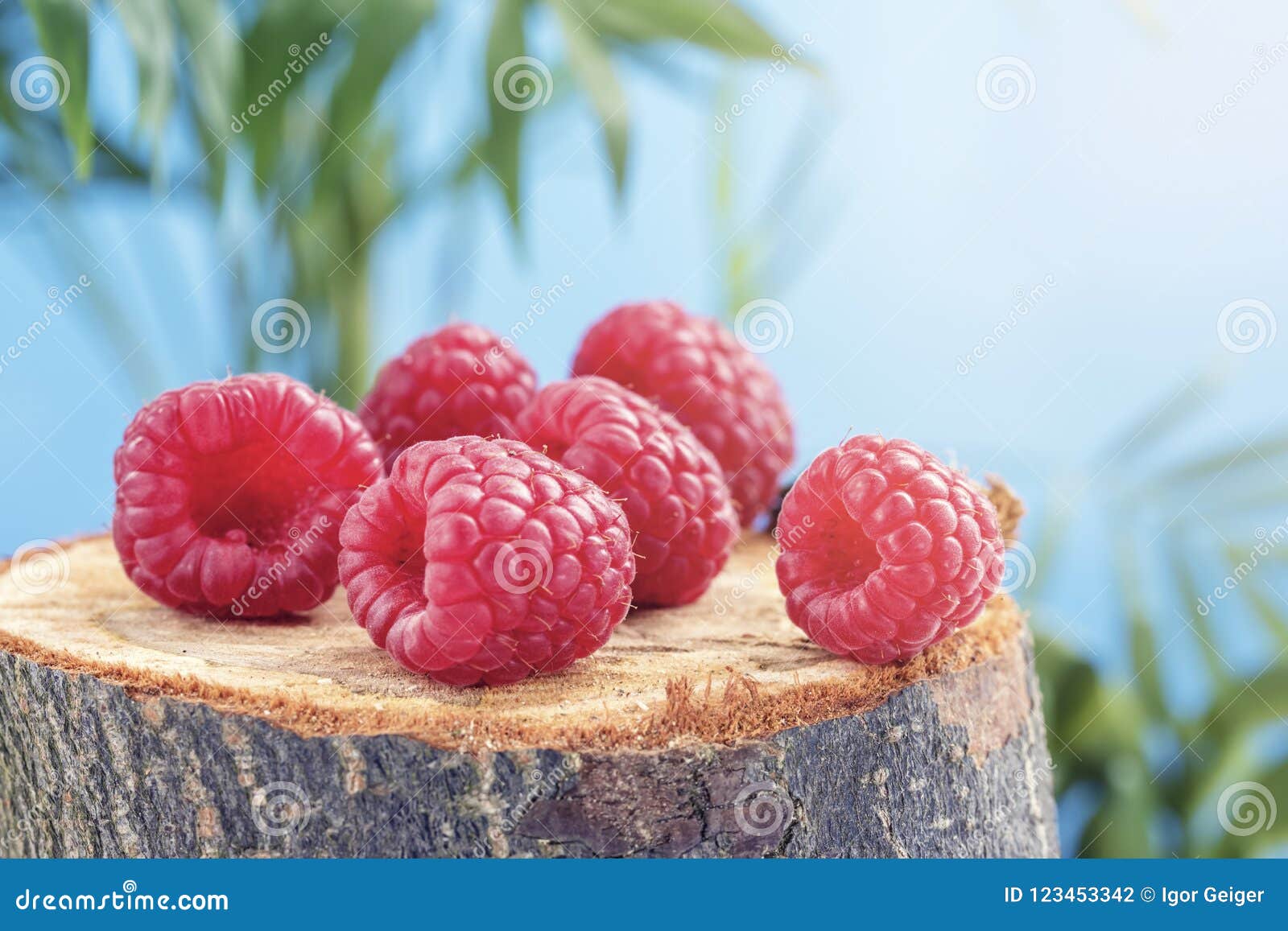 Fresh Large Red Berries of Ripe Raspberries Close-up. Stock Photo ...