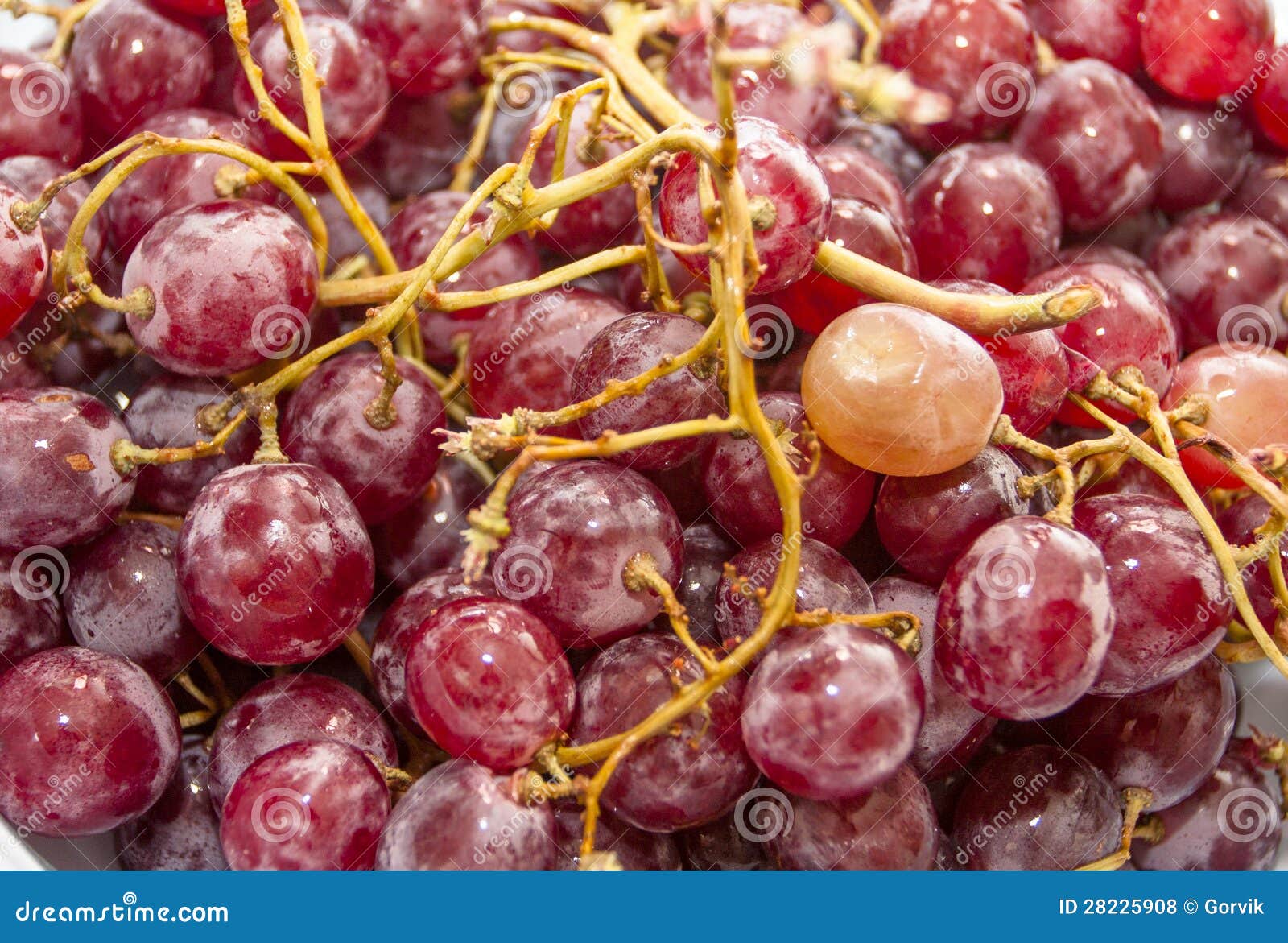 Fresh largest grapes stock photo. Image of grade, food - 28225908