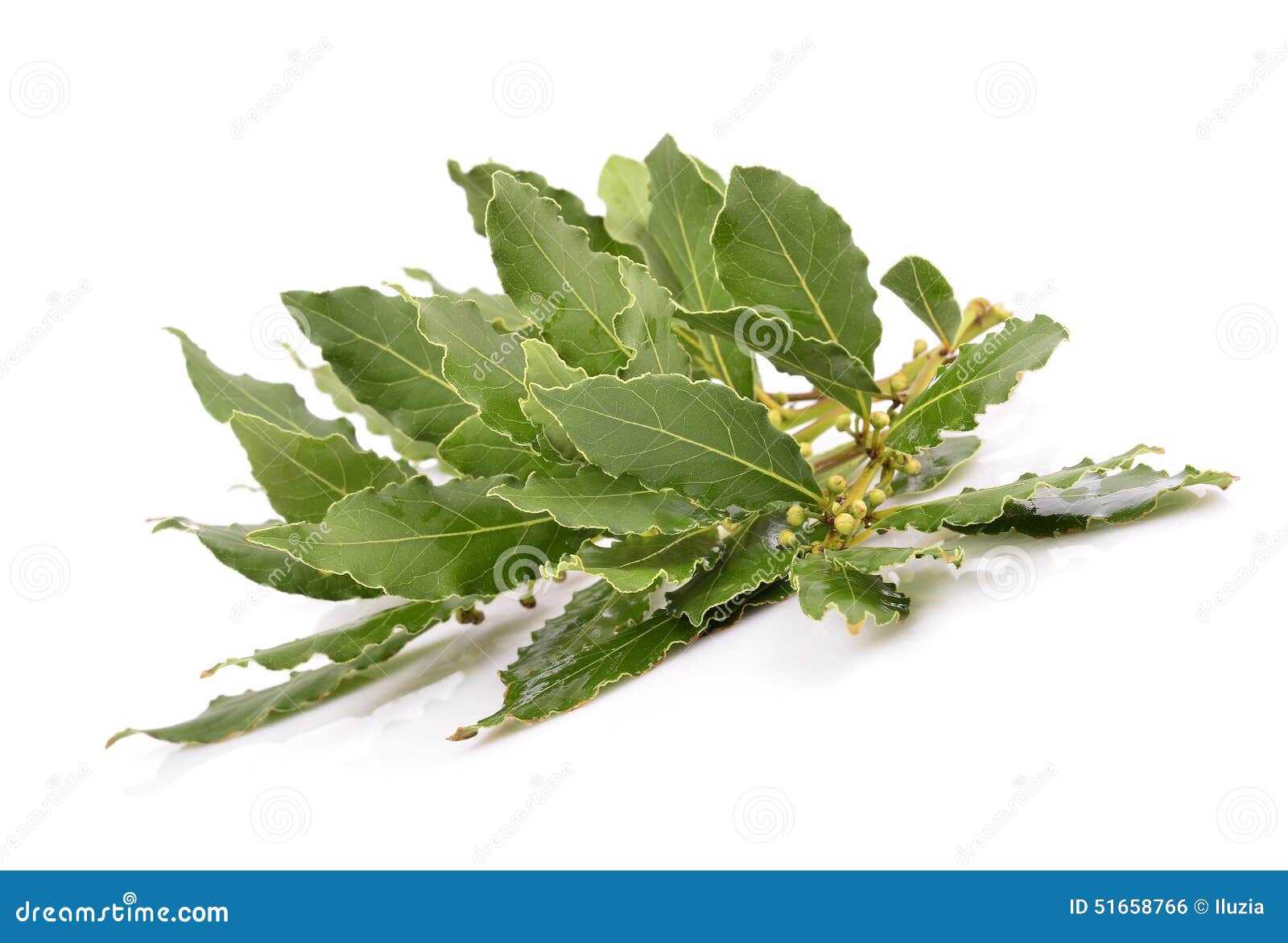 Fresh Laurel leaves branch stock photo. Image of close - 51658766