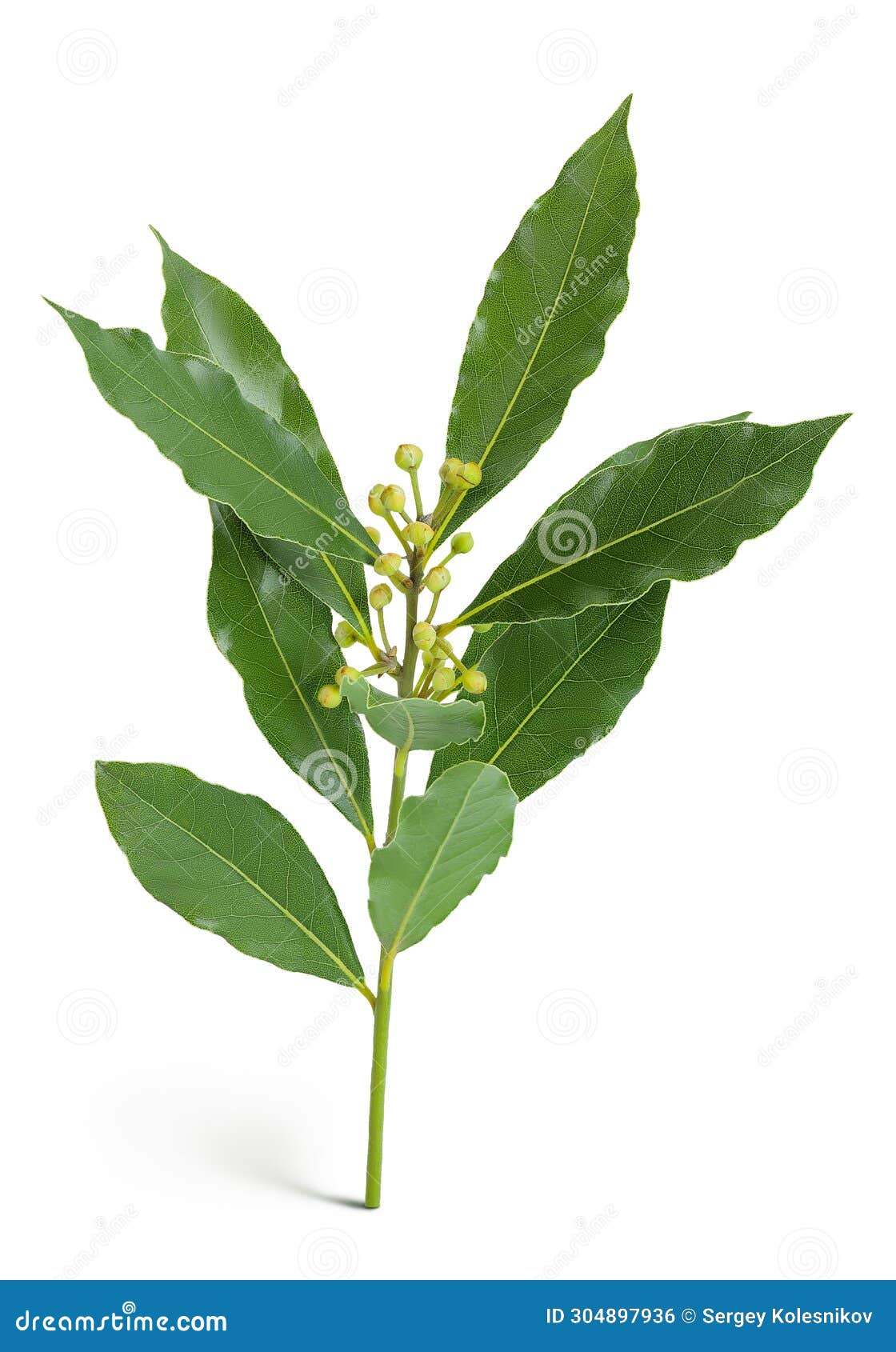 Fresh Laurel Leaves Isolated on White Background. Green Bay Leaf Stock ...