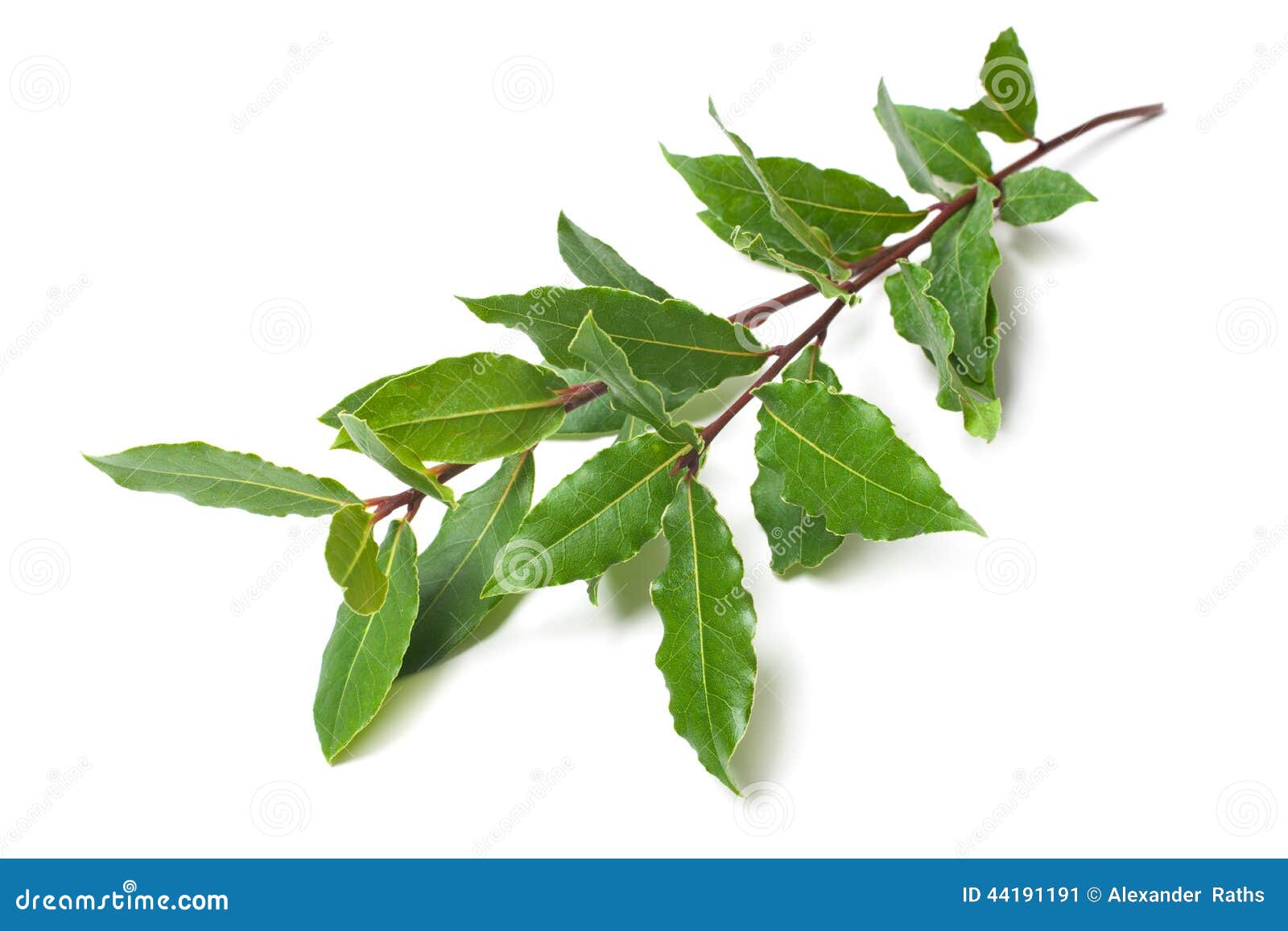 Fresh Laurel Twigs on White Stock Image - Image of organic, bright ...