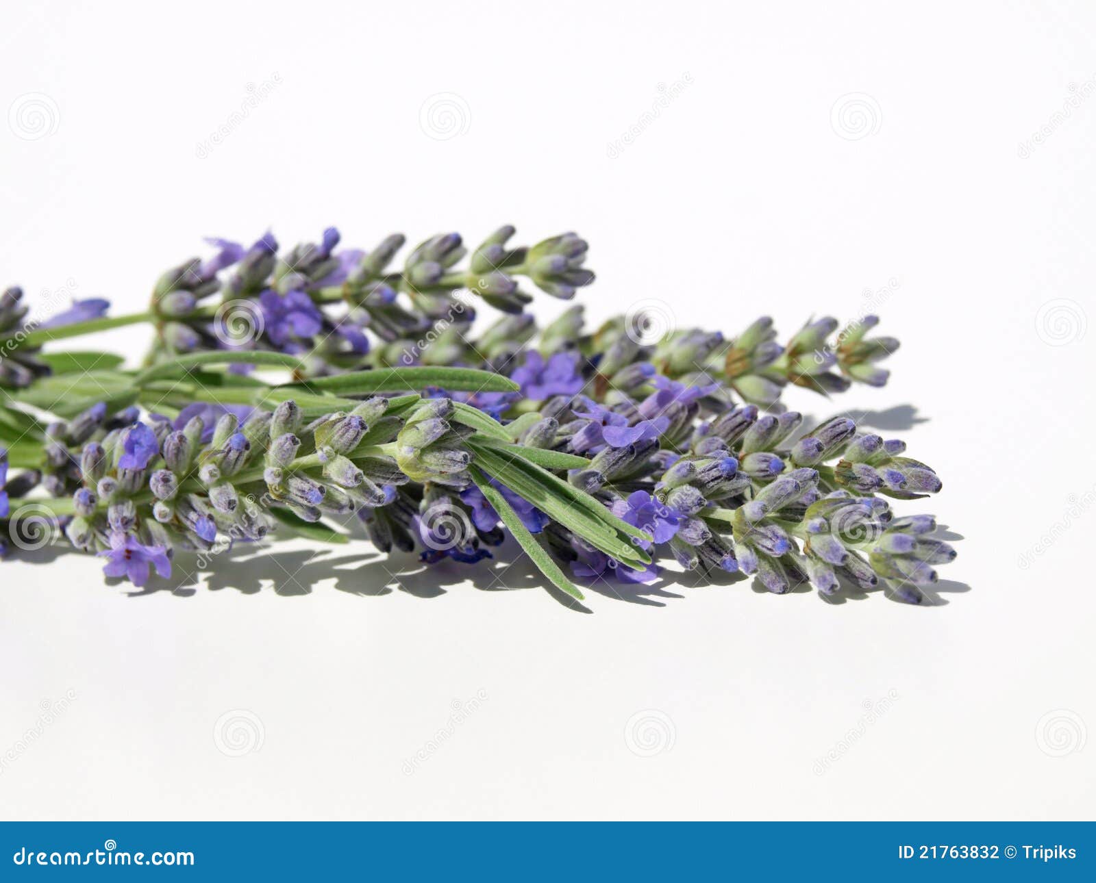 Fresh lavender stock photo. Image of herb, fresh, aroma - 21763832