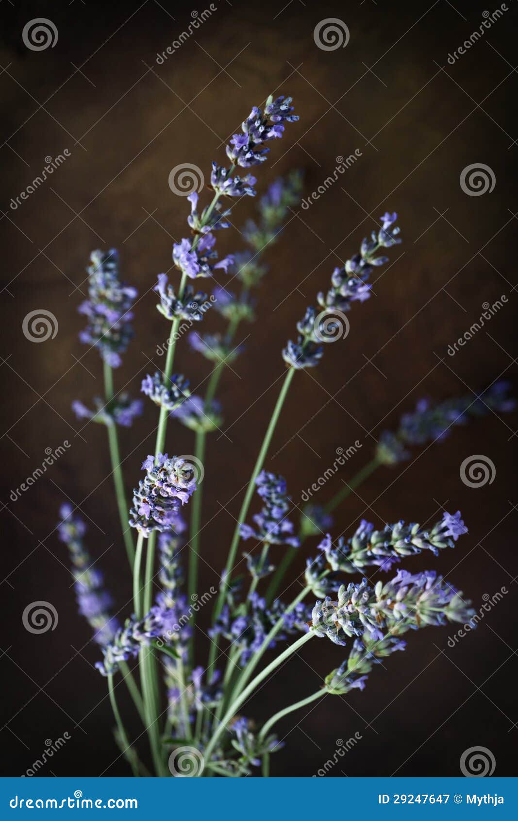 Fresh lavender stock image. Image of flower, lavandula - 29247647