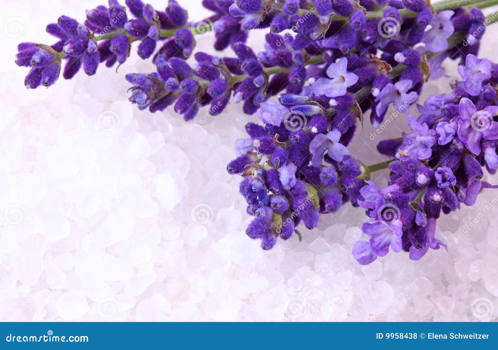 Fresh lavender stock photo. Image of lavender, herbal - 9958438