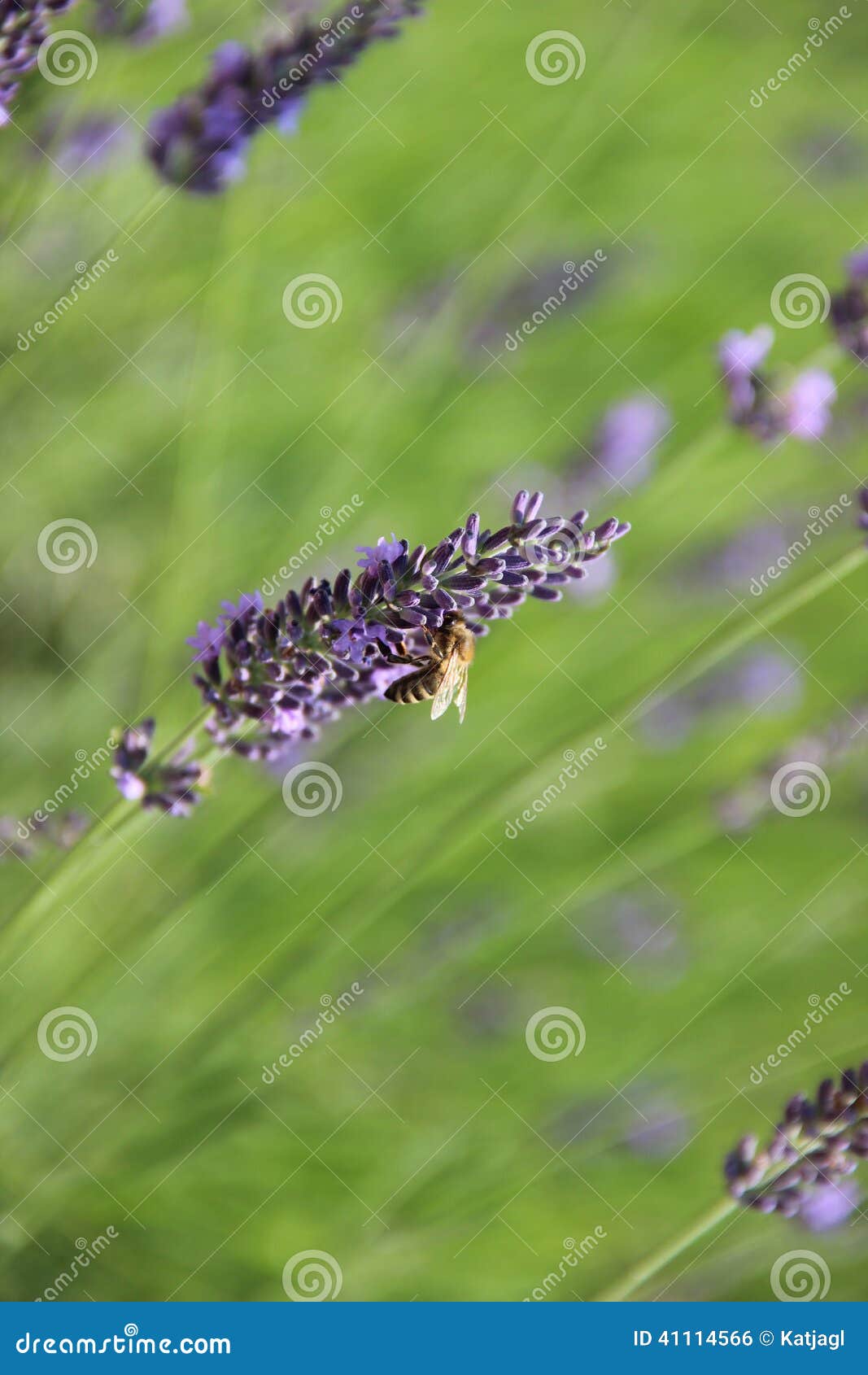 Fresh lavender with bee stock photo. Image of beaut, fresh - 41114566