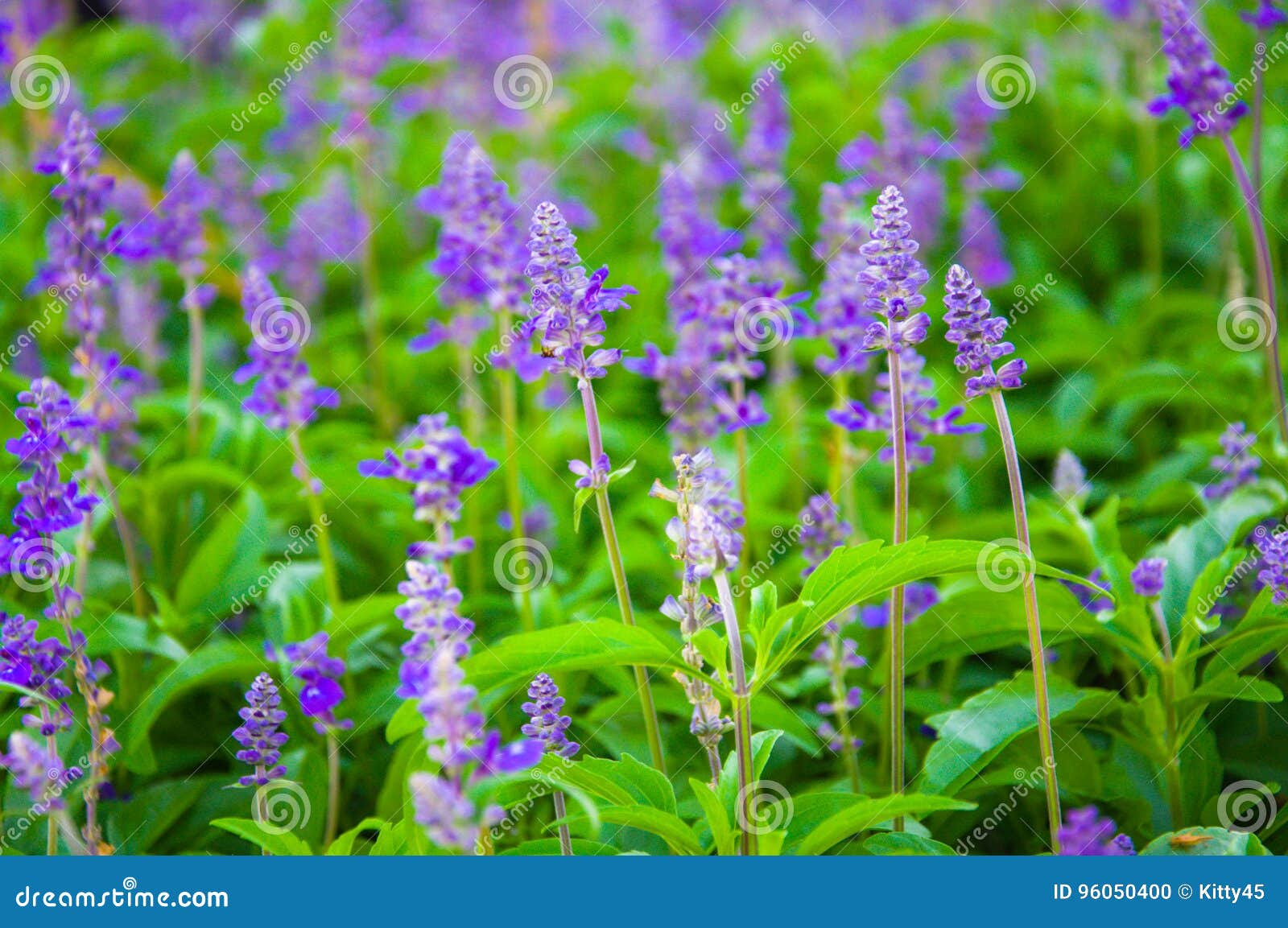 Fresh Lavender Botanical stock photo. Image of health - 96050400