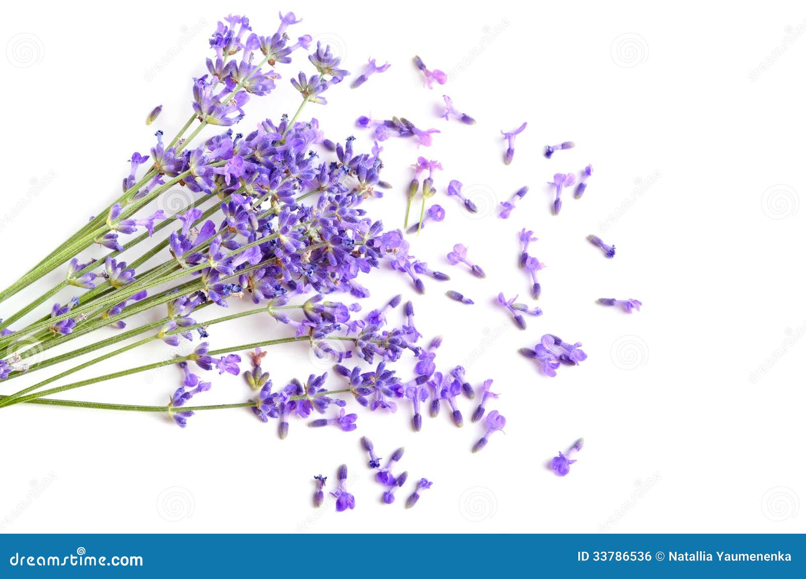 Fresh lavender stock photo. Image of nature, closeup - 33786536