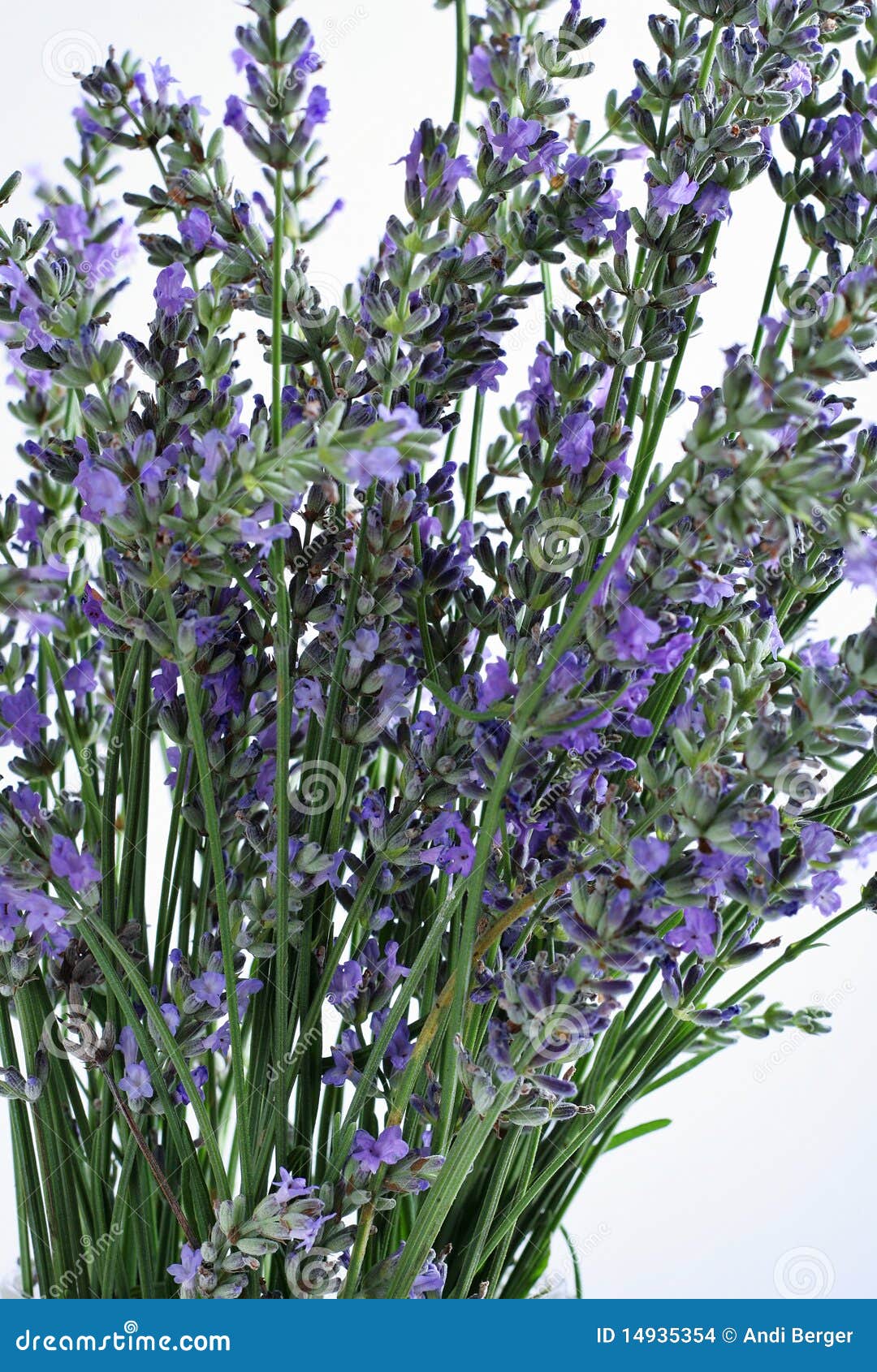 Fresh lavender close up stock photo. Image of fragrance - 14935354