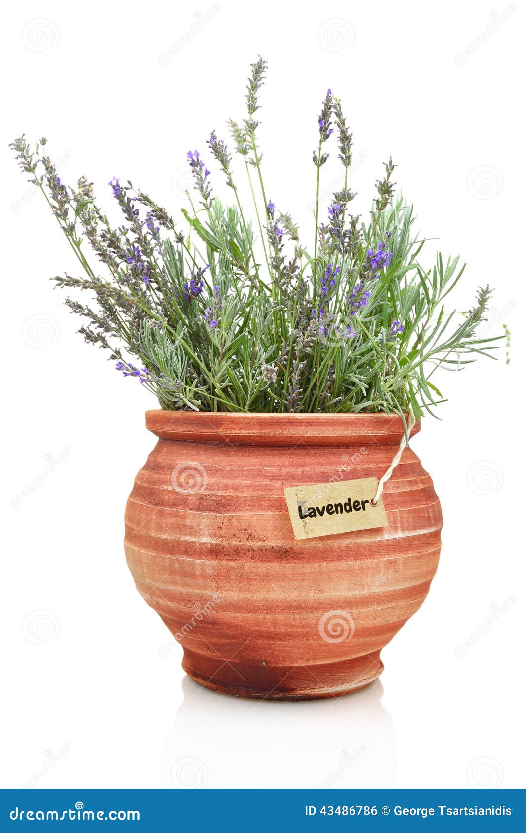 Fresh lavender plant stock photo. Image of aroma, cultivate - 43486786