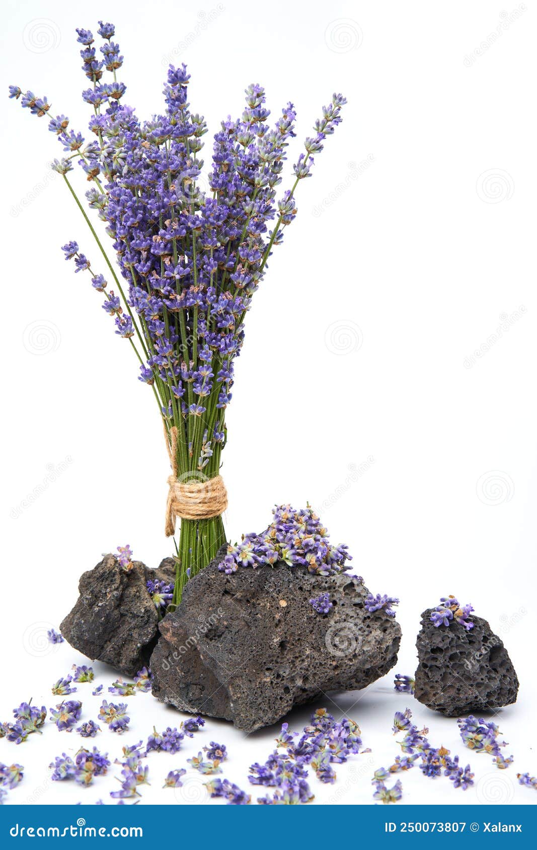 Fresh Lavender on Volcanic Rocks Stock Image - Image of herb, medicine ...