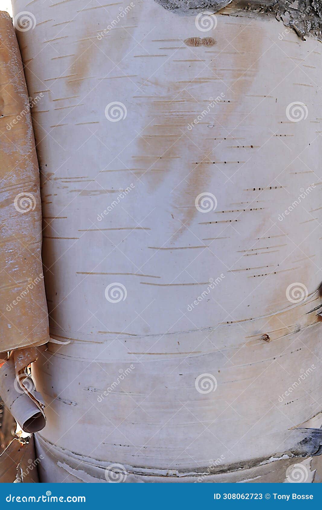 Fresh Layer Skin of Birch Background Stock Image - Image of texture, wood: 308062723