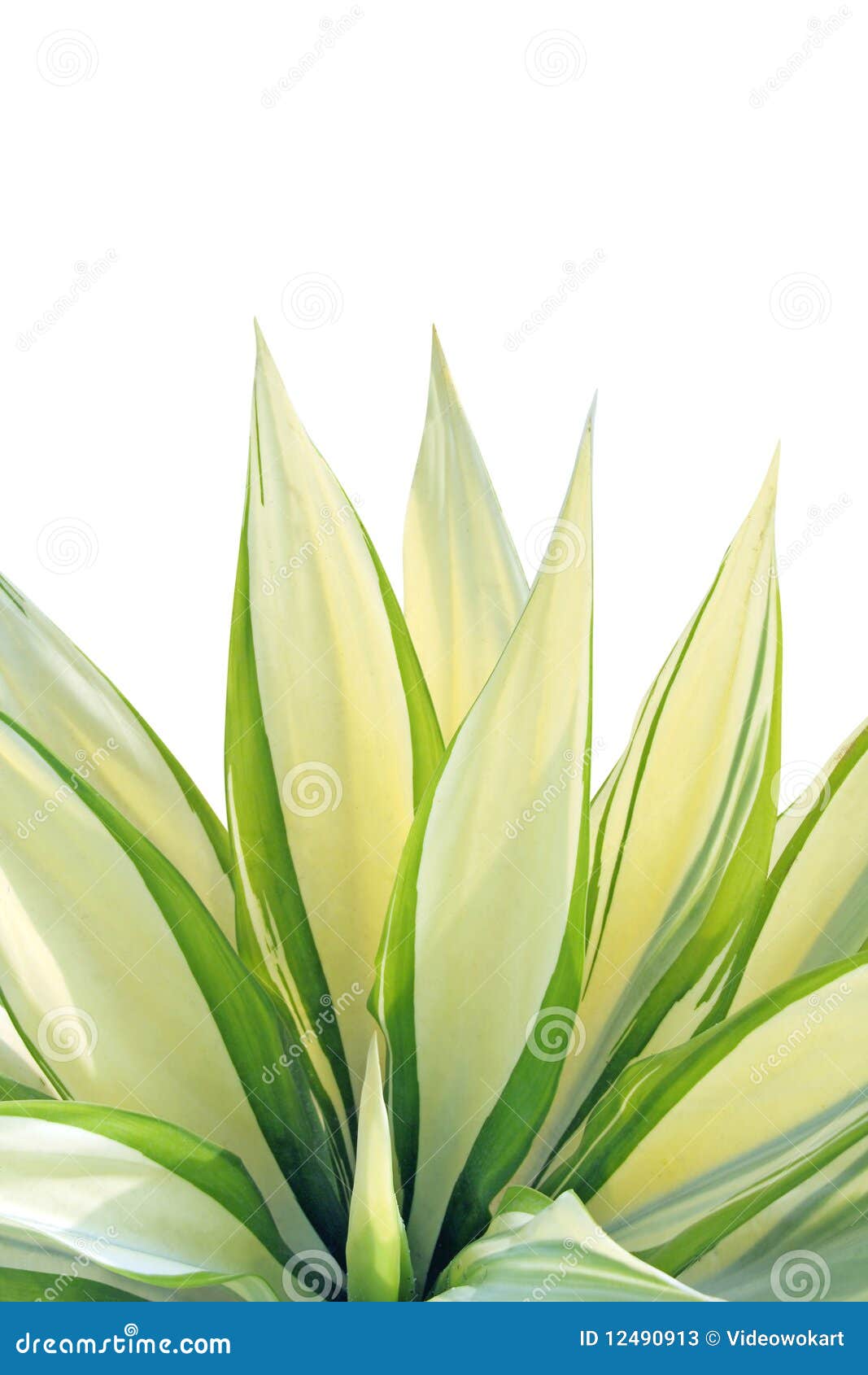 Fresh leaf - Agave stock image. Image of fresh, detail - 12490913