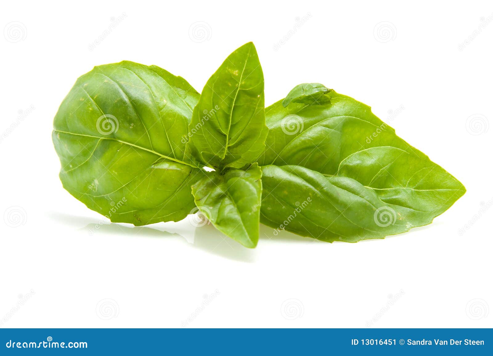 Fresh leaf of basil stock image. Image of leaves, ingredient - 13016451